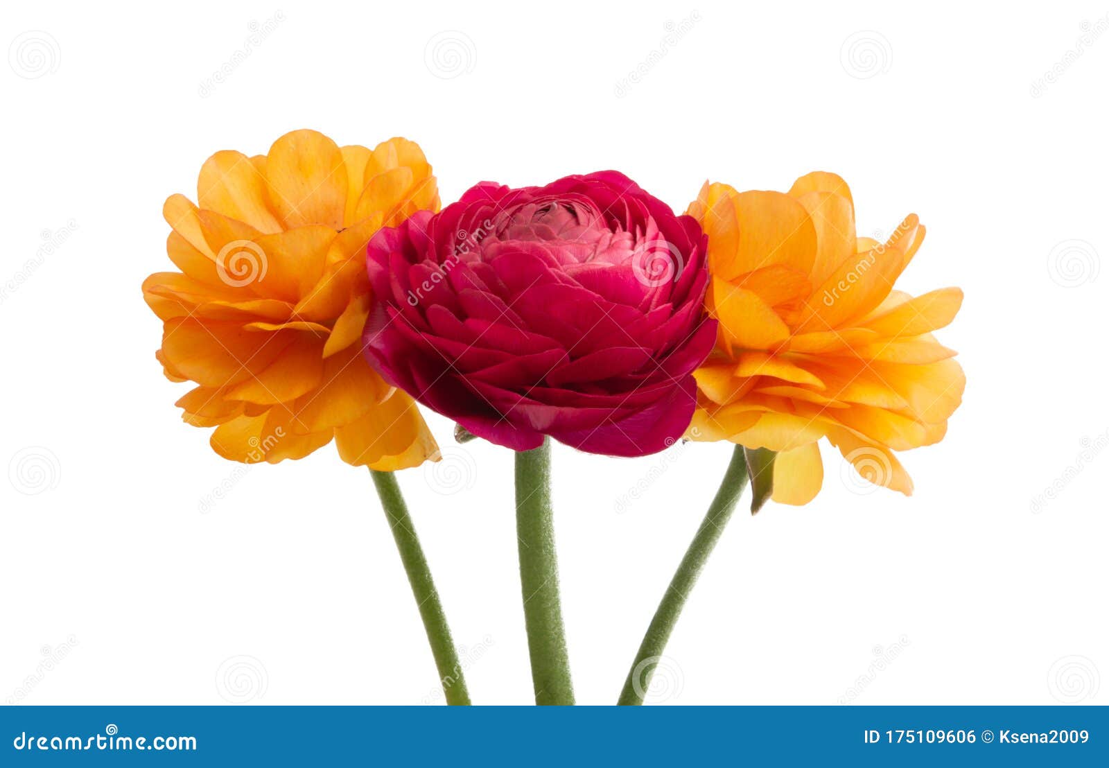 Flor ranunculus aislada foto de archivo. Imagen de persa - 175109606