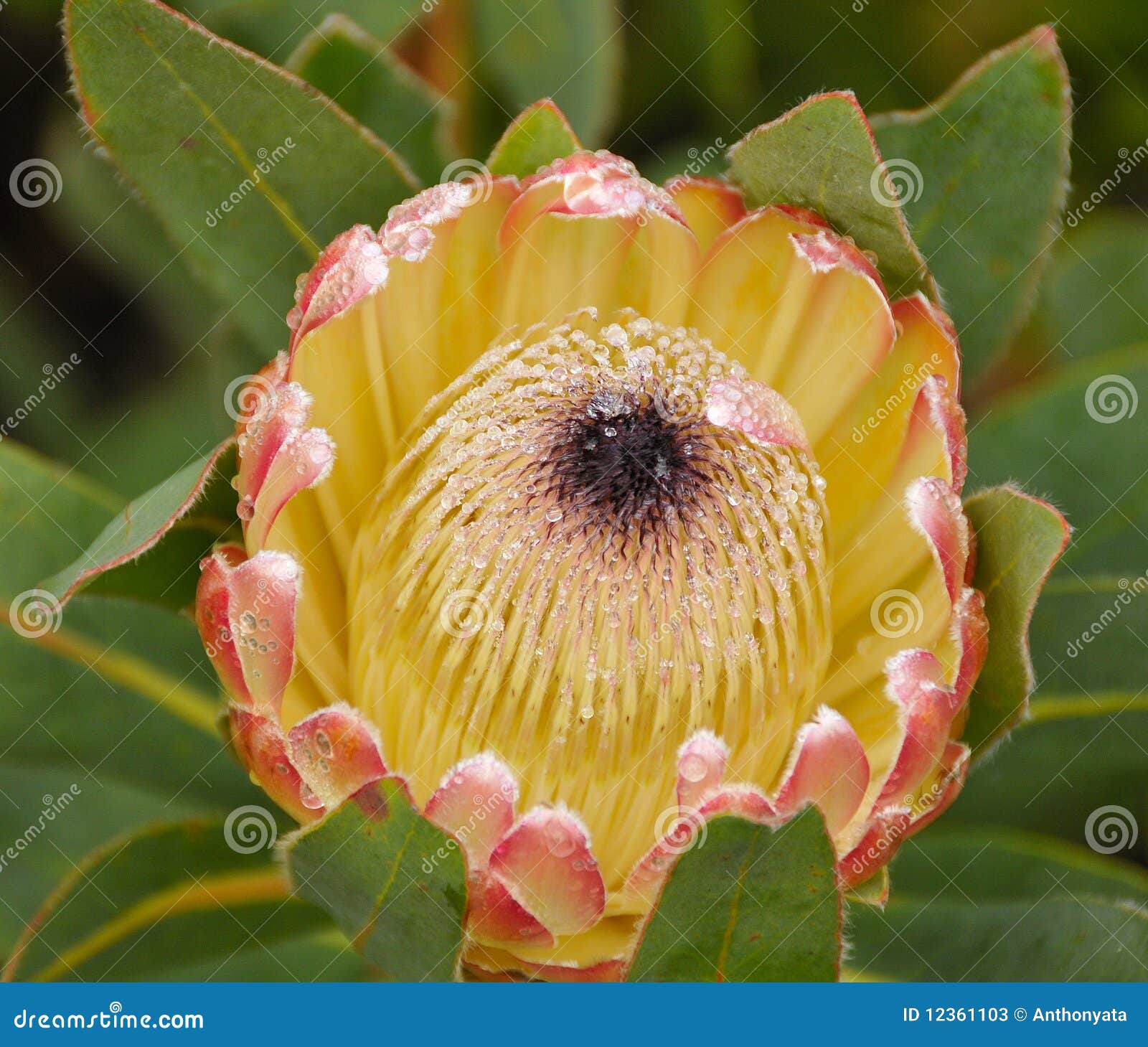 Flor rara Blosssoming imagen de archivo. Imagen de flor - 12361103