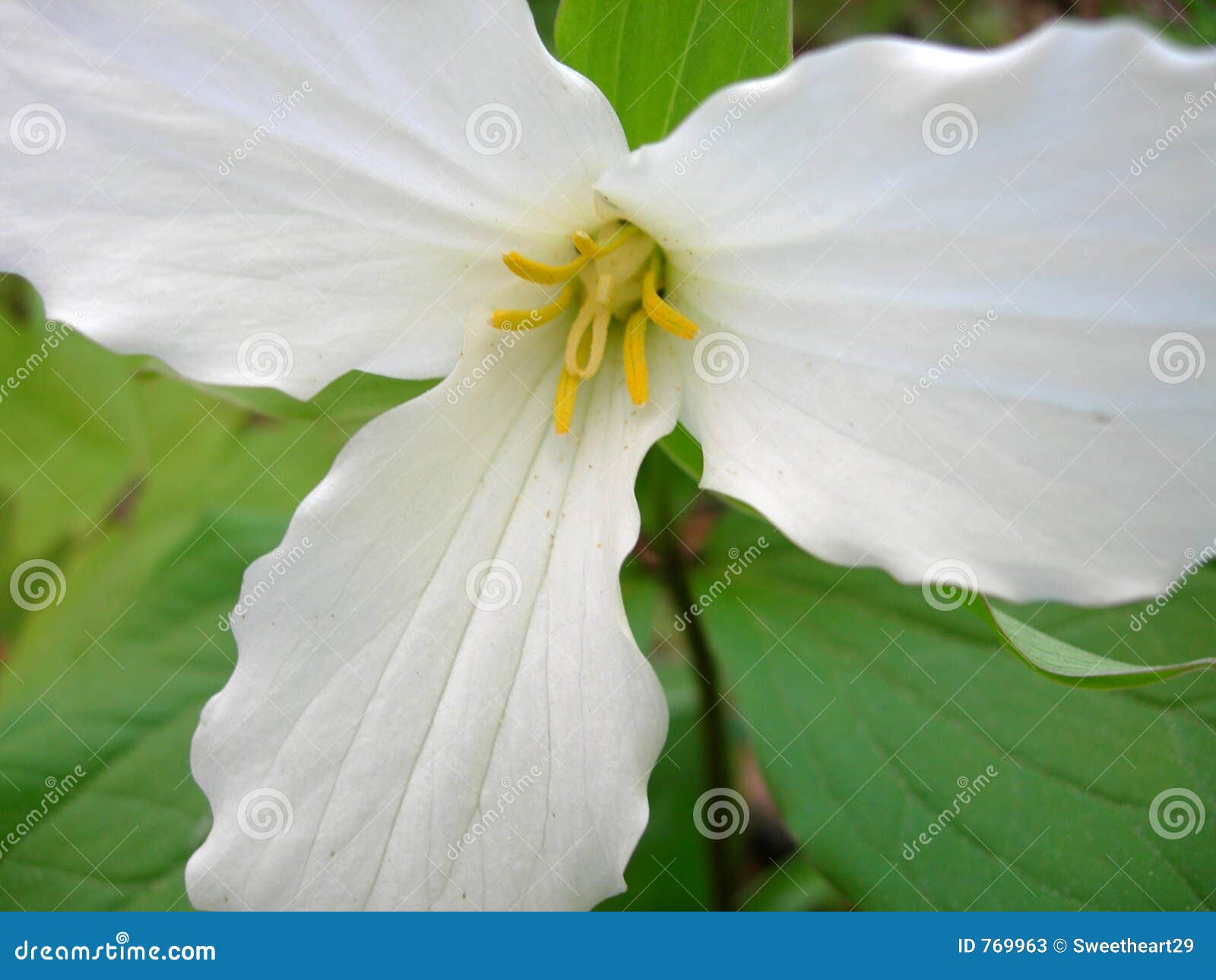 Flor rara hermosa imagen de archivo. Imagen de blanco, asoleado - 769963