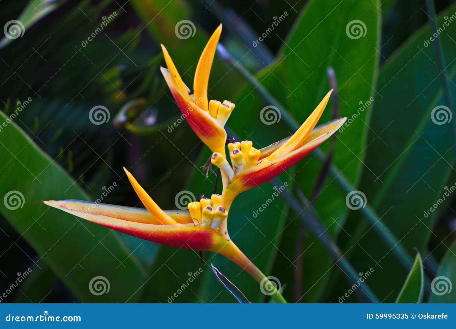 Flor Rara Tomada En Ipanema Imagen de archivo - Imagen de flor, brasil ...
