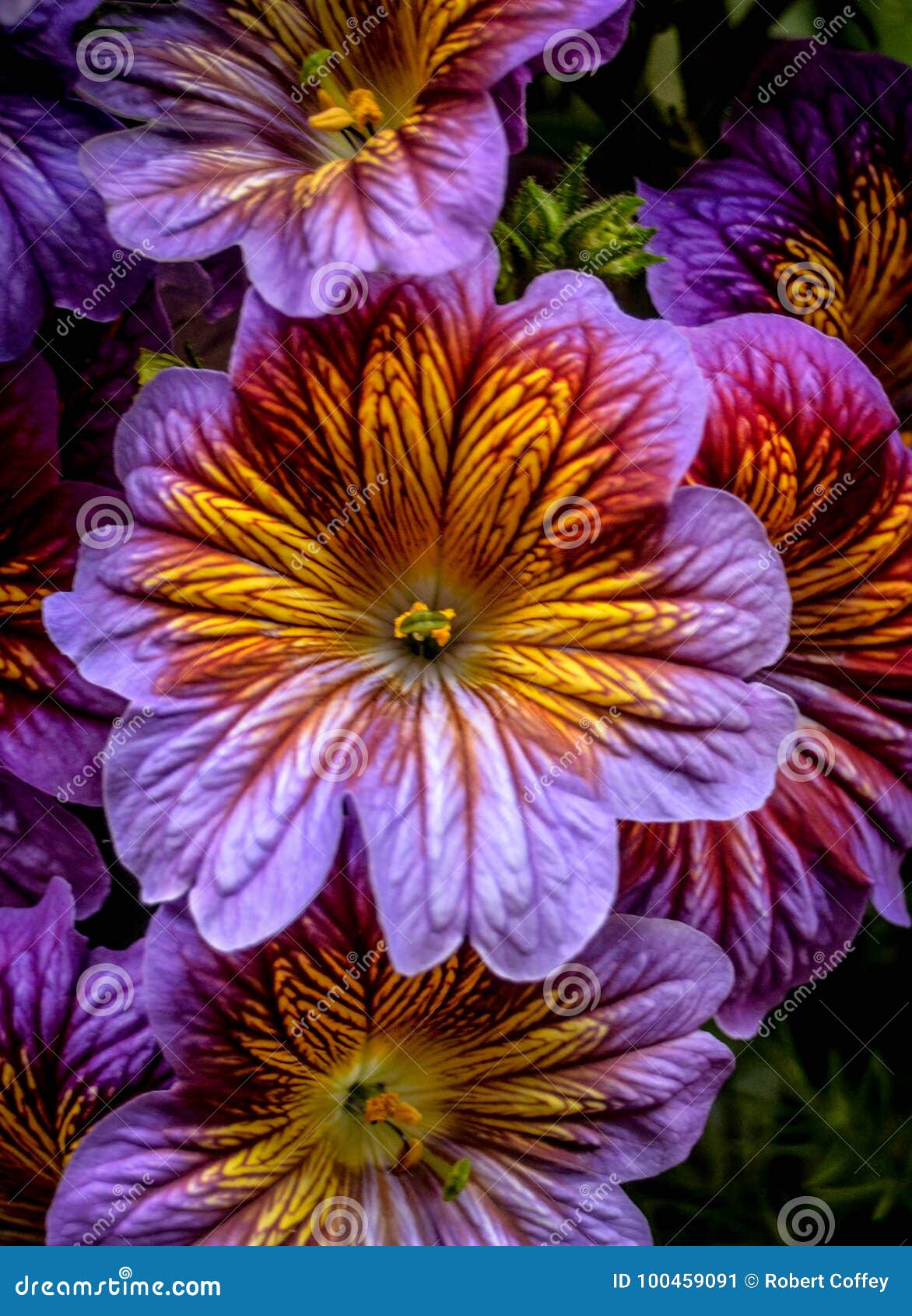 Flor real imagen de archivo. Imagen de vibrante, amarillo - 100459091