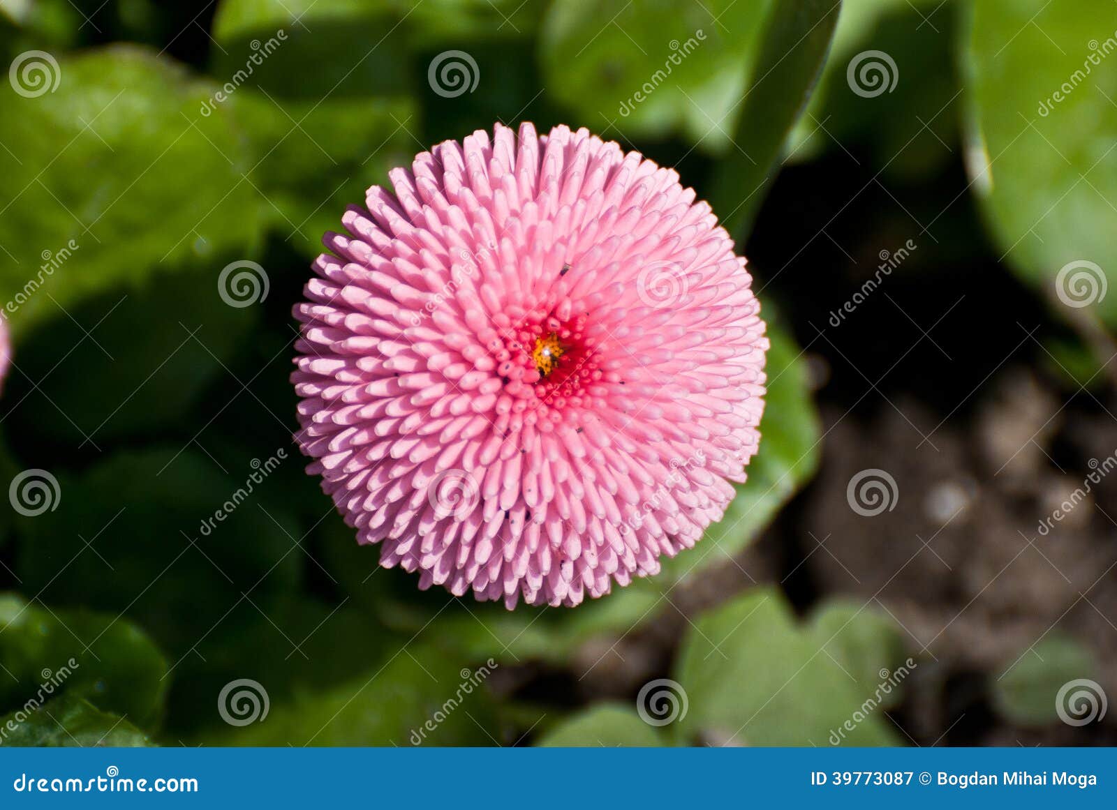 Flor redonda rosada imagen de archivo. Imagen de pétalos - 39773087