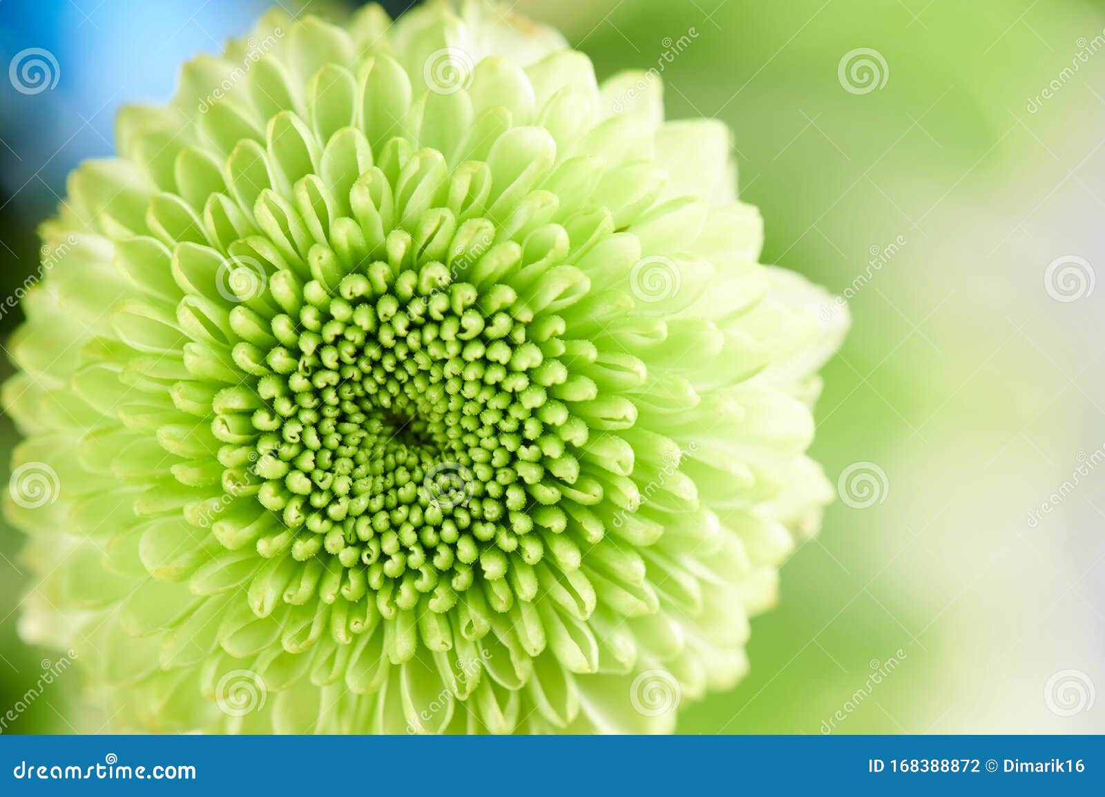 Flor redonda verde foto de stock. Imagem de flora, verde - 168388872