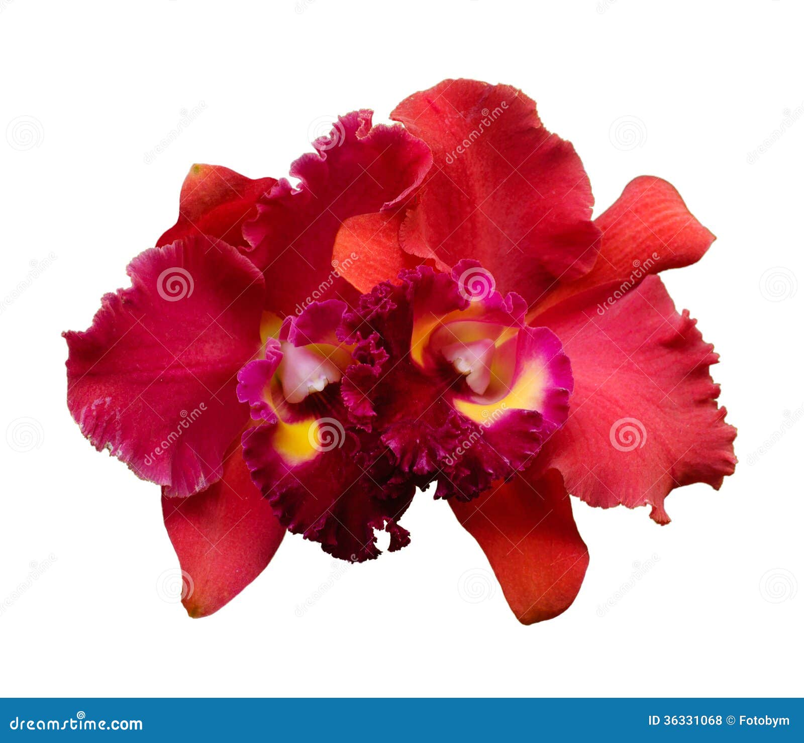 Flor Roja Aislada De La Orquídea - Cattleya Foto de archivo - Imagen de ...