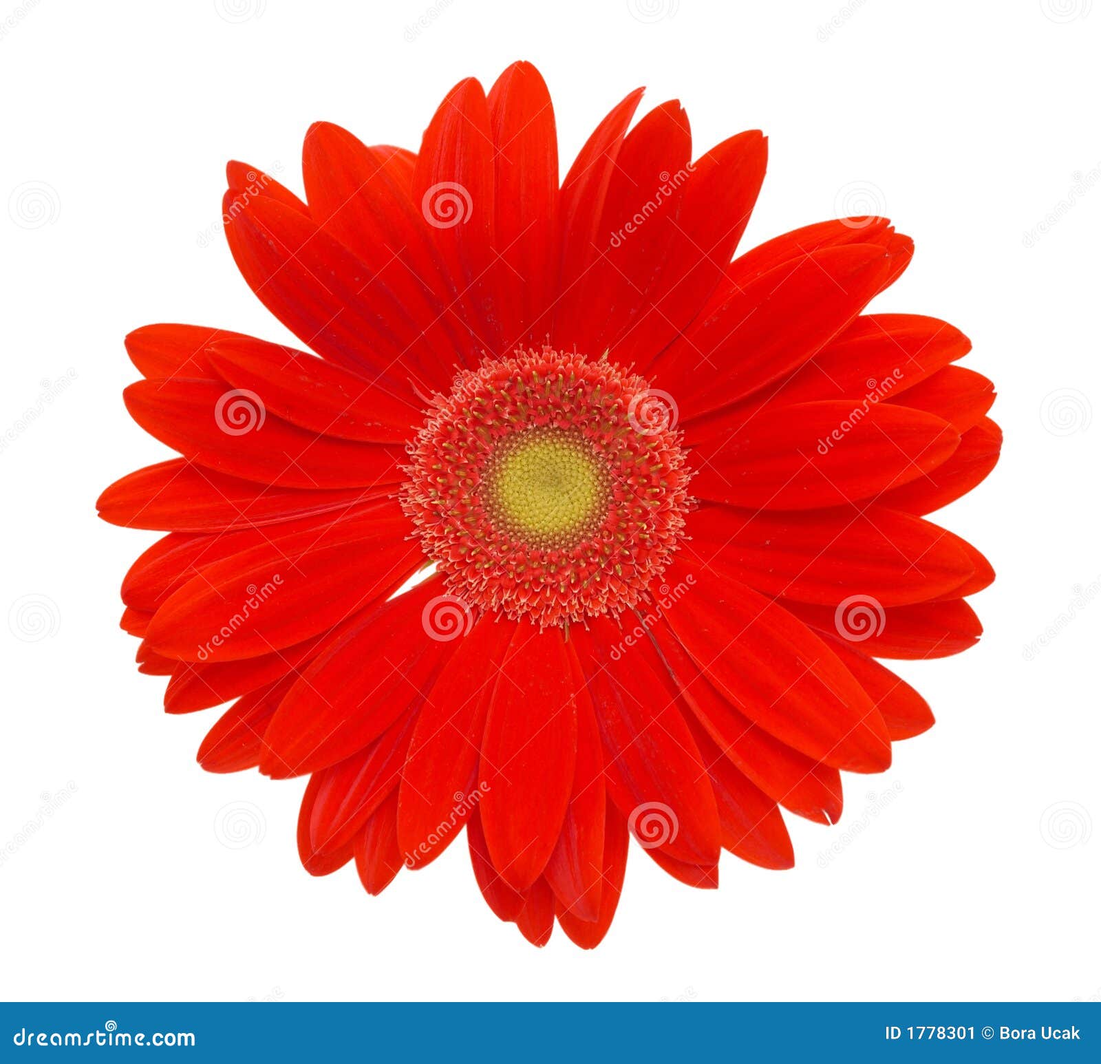 Flor roja de la margarita imagen de archivo. Imagen de colorido - 1778301