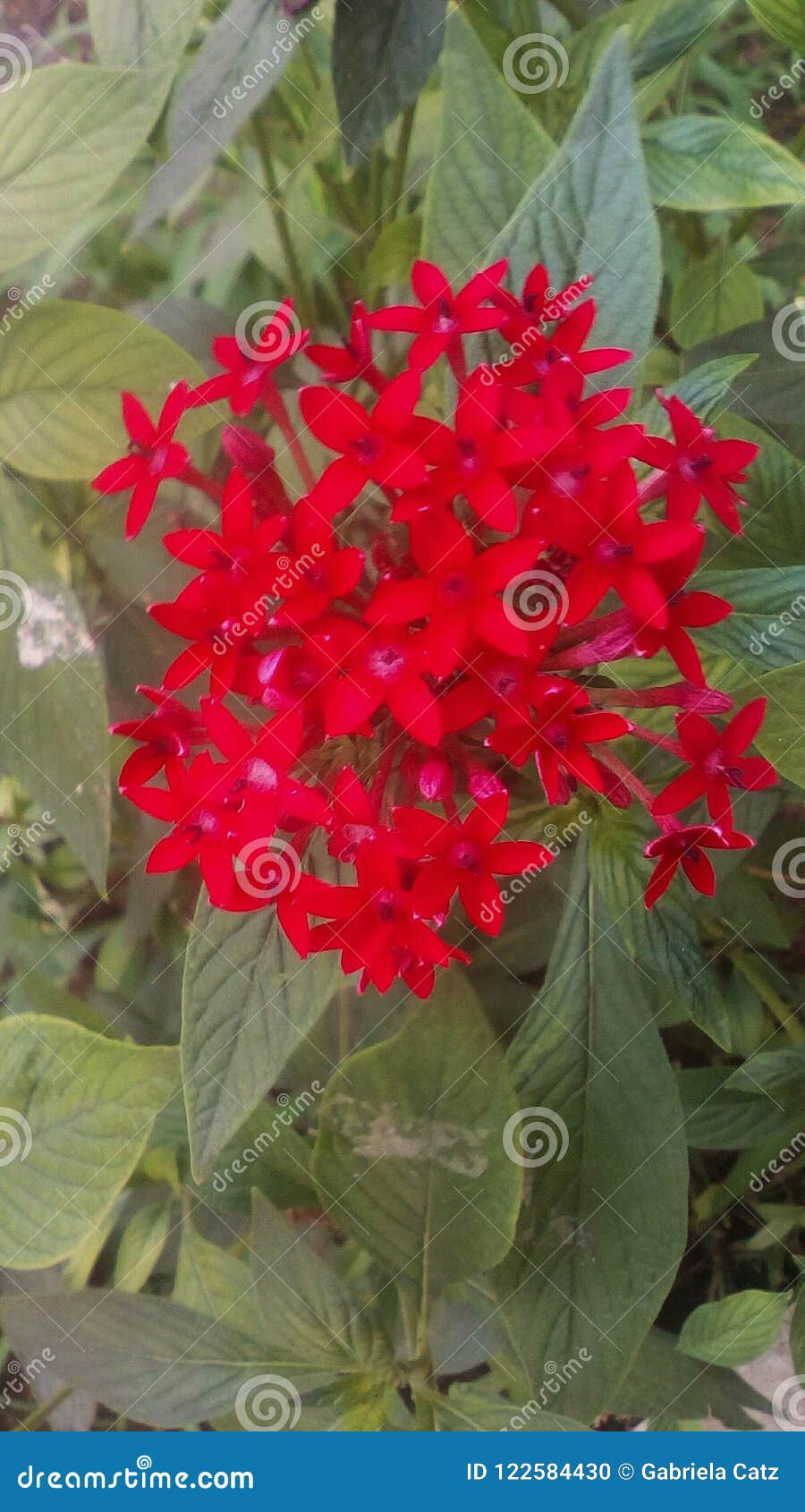Flor roja del arbusto foto de archivo. Imagen de primer - 122584430