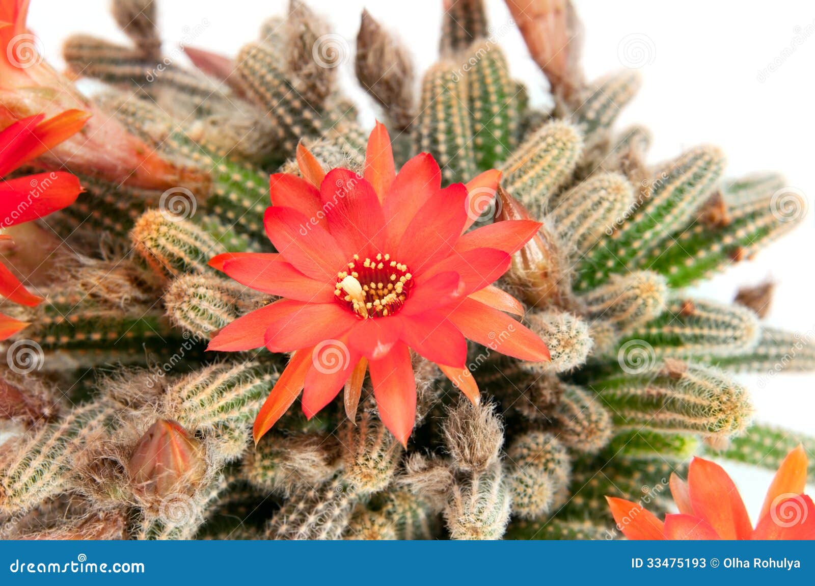 Flor Roja Del Cactus Sobre Blanco Imagen de archivo - Imagen de planta ...