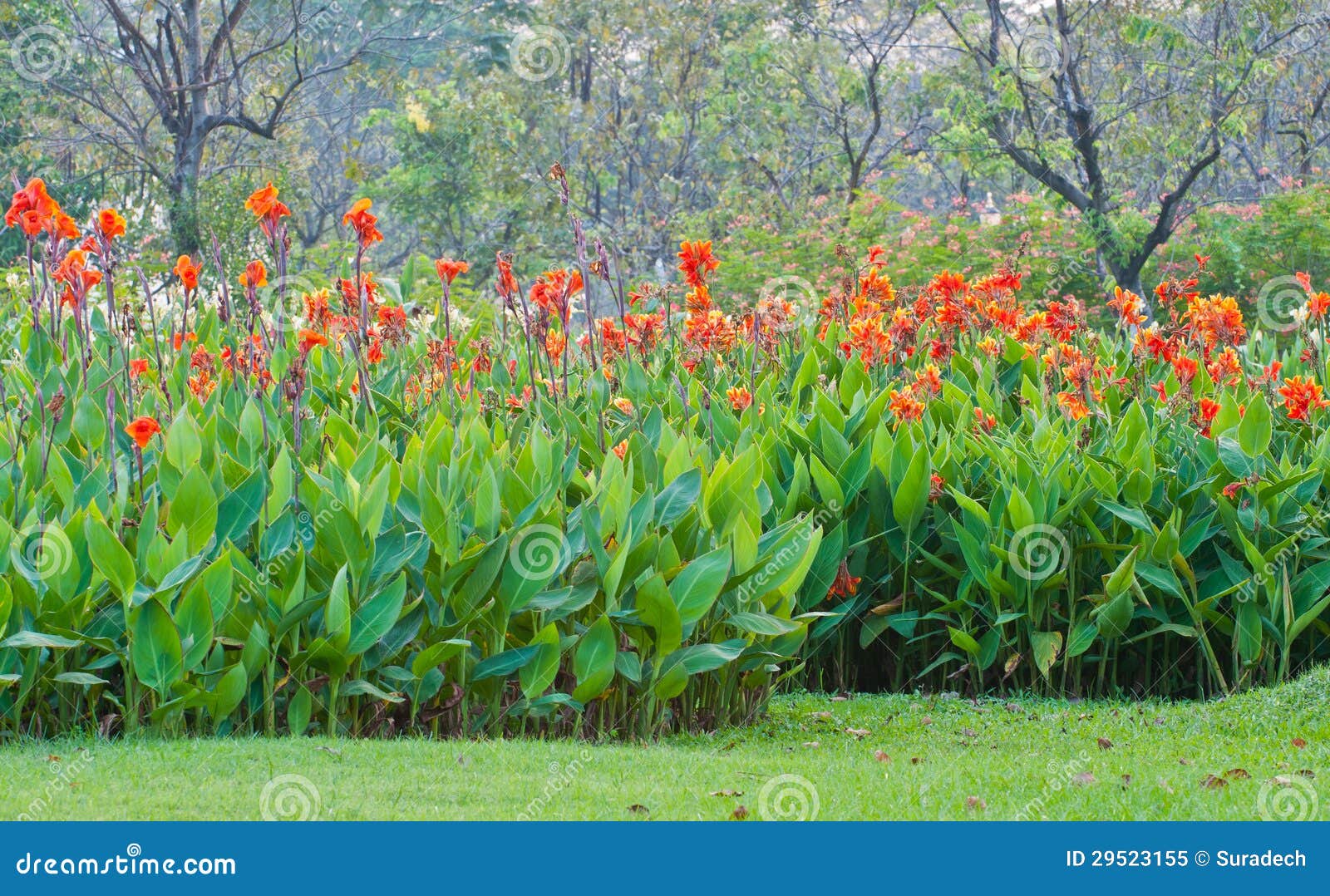 Flor roja del canna imagen de archivo. Imagen de planta - 29523155