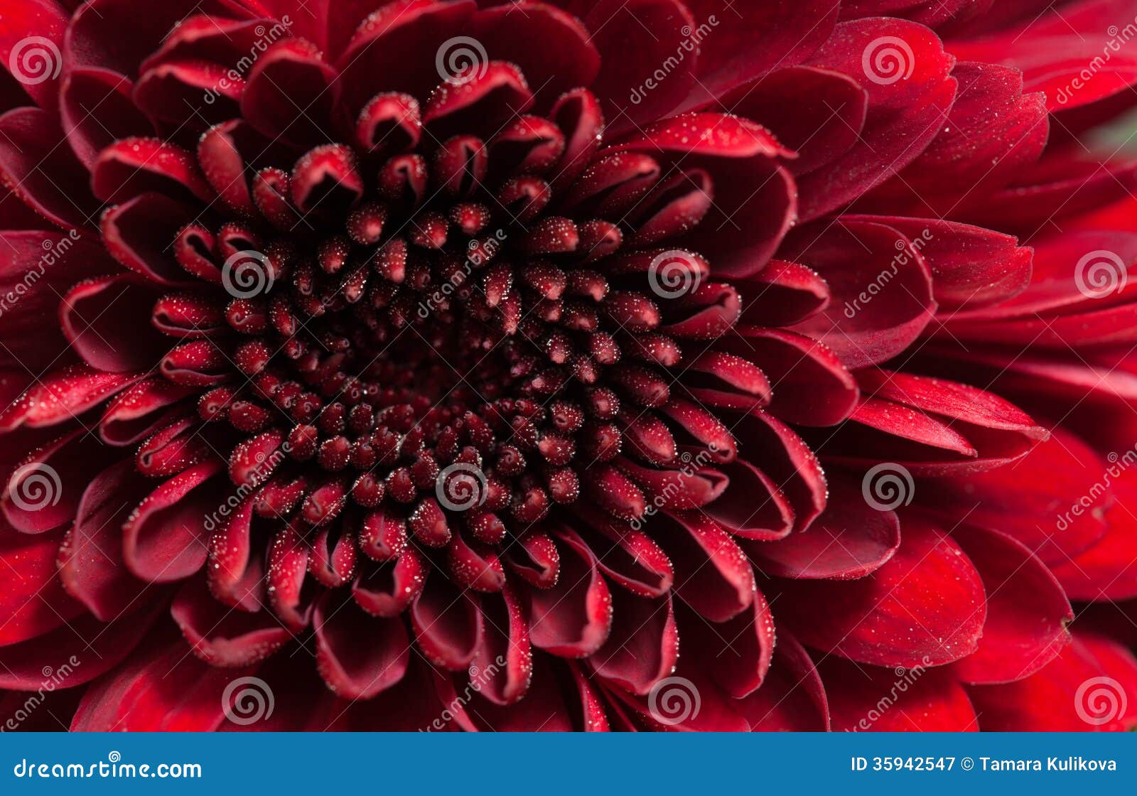 Flor roja del crisantemo imagen de archivo. Imagen de flor - 35942547