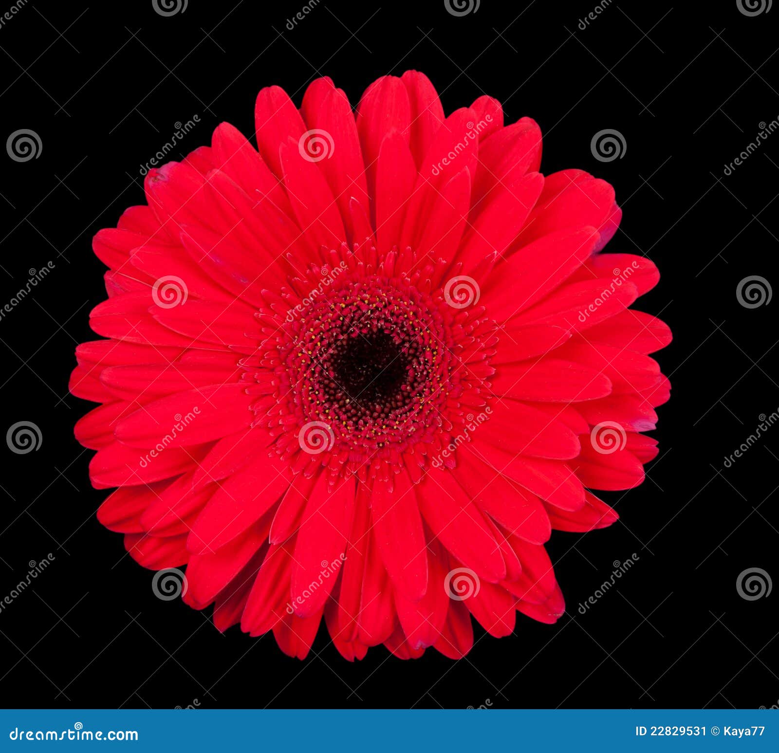 Flor roja del gerbera imagen de archivo. Imagen de flora - 22829531
