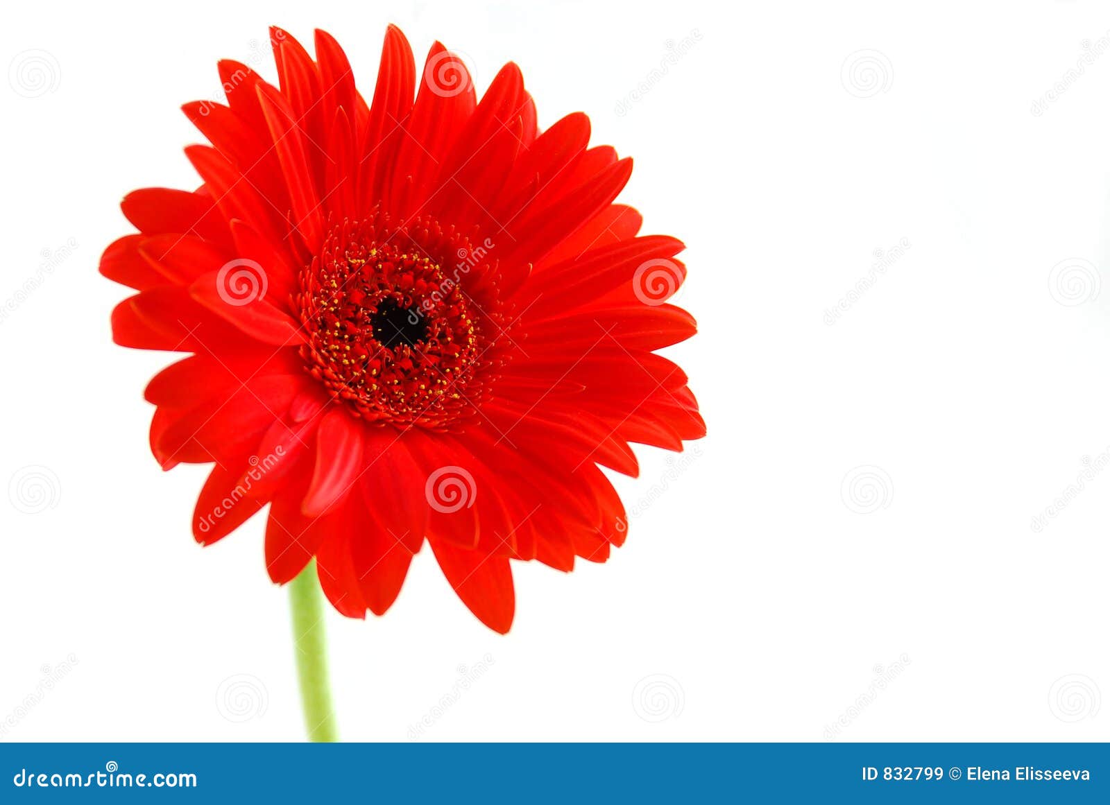 Flor roja del gerbera imagen de archivo. Imagen de fresco - 832799