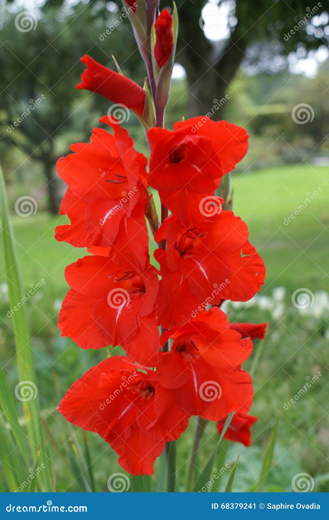 Flor roja del gladiolo imagen de archivo. Imagen de gladiolo - 68379241