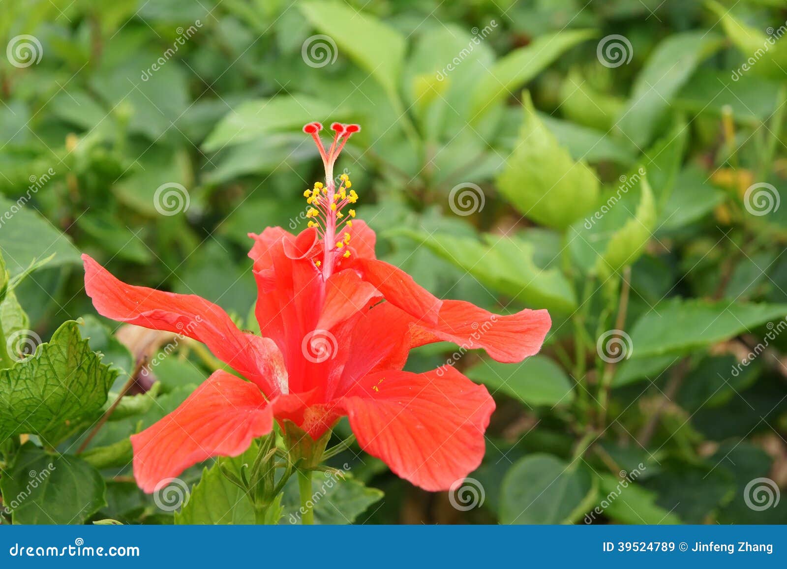 Flor roja del jaba imagen de archivo. Imagen de pétalos - 39524789