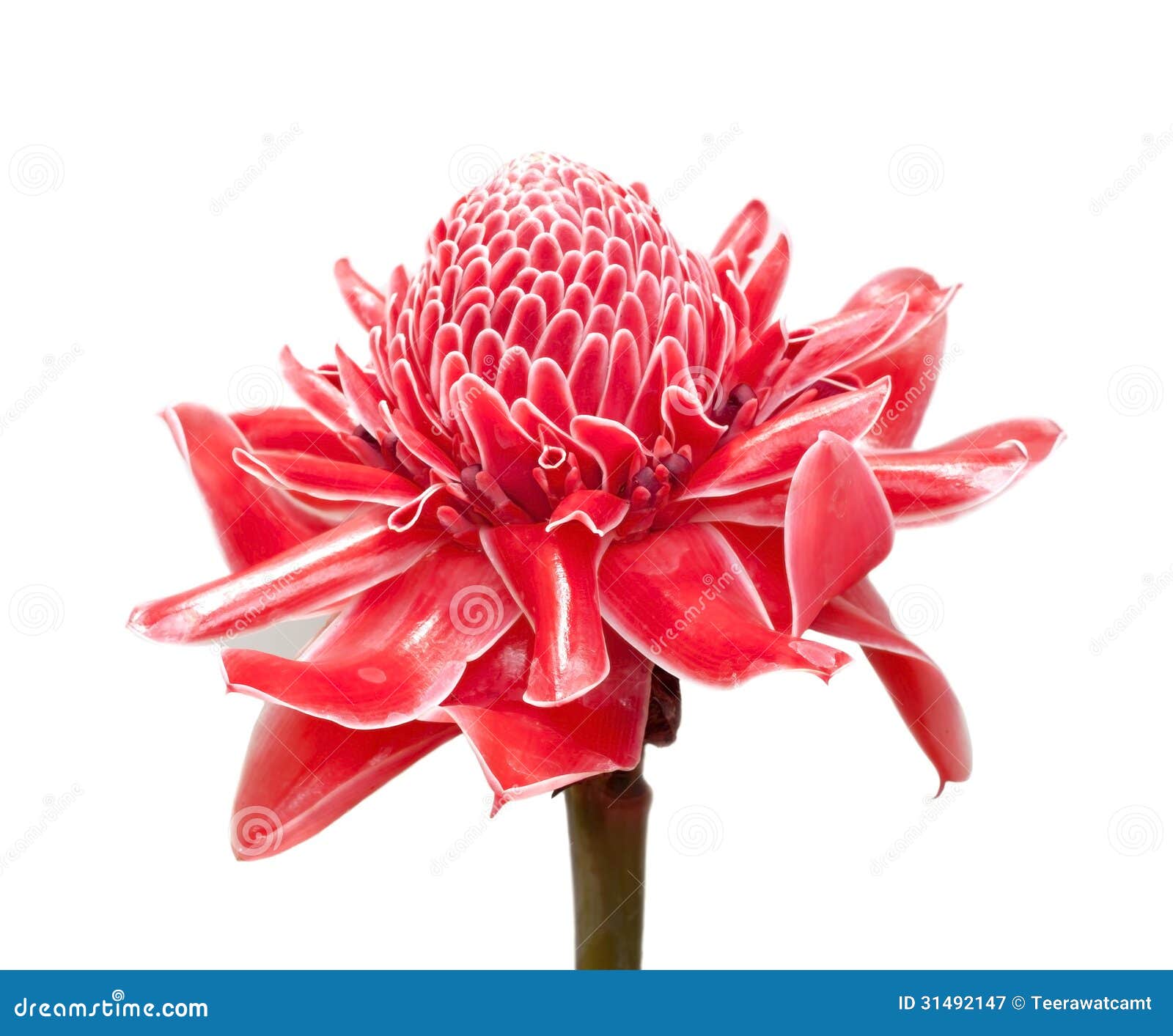 Flor Roja Del Jengibre De La Antorcha Imagen de archivo - Imagen de ...