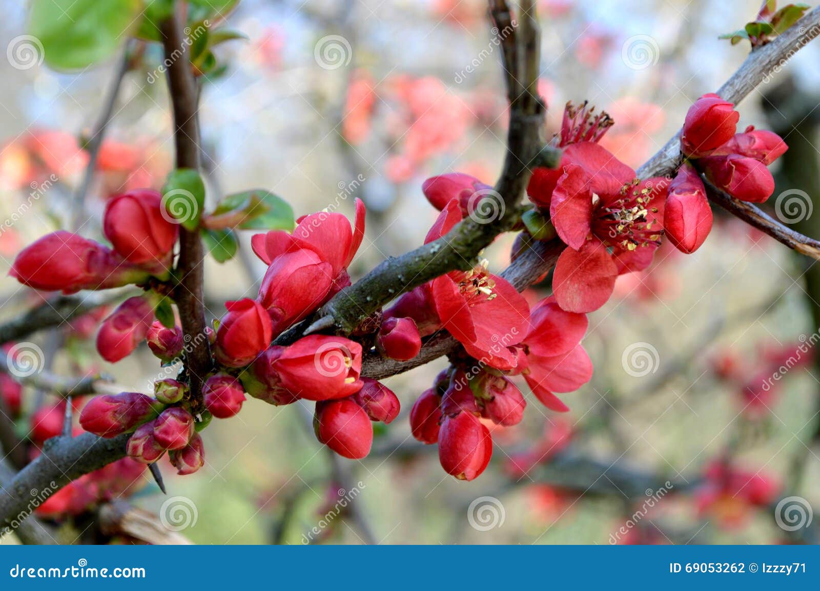 Flor roja del membrillo foto de archivo. Imagen de florecimiento - 69053262