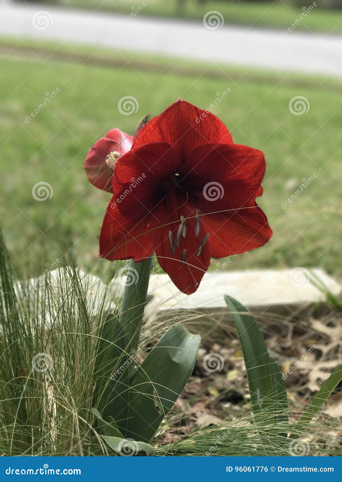 Flor roja grande preciosa foto de archivo. Imagen de encantador - 96061776