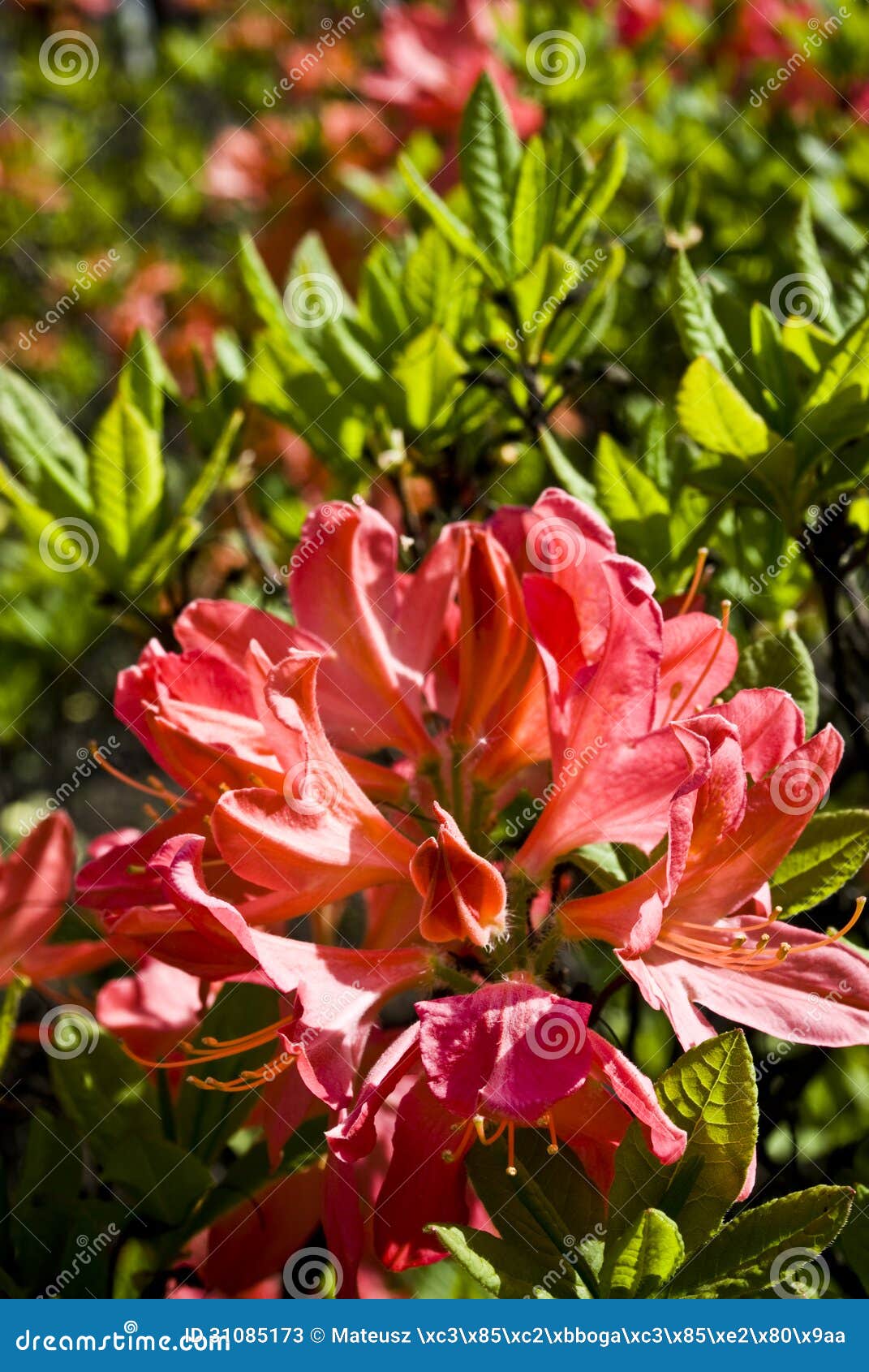 Flor Roja Hermosa De La Azalea Imagen de archivo - Imagen de rosa, flor ...