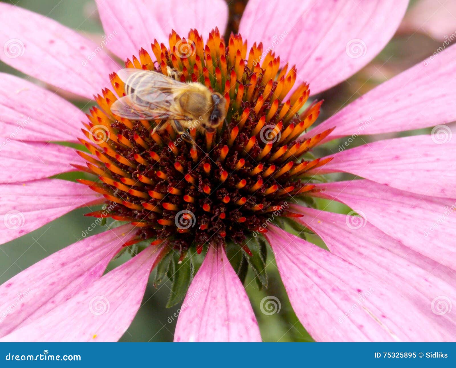 Flor Rosa Clara Con La Abeja Imagen de archivo - Imagen de macro ...