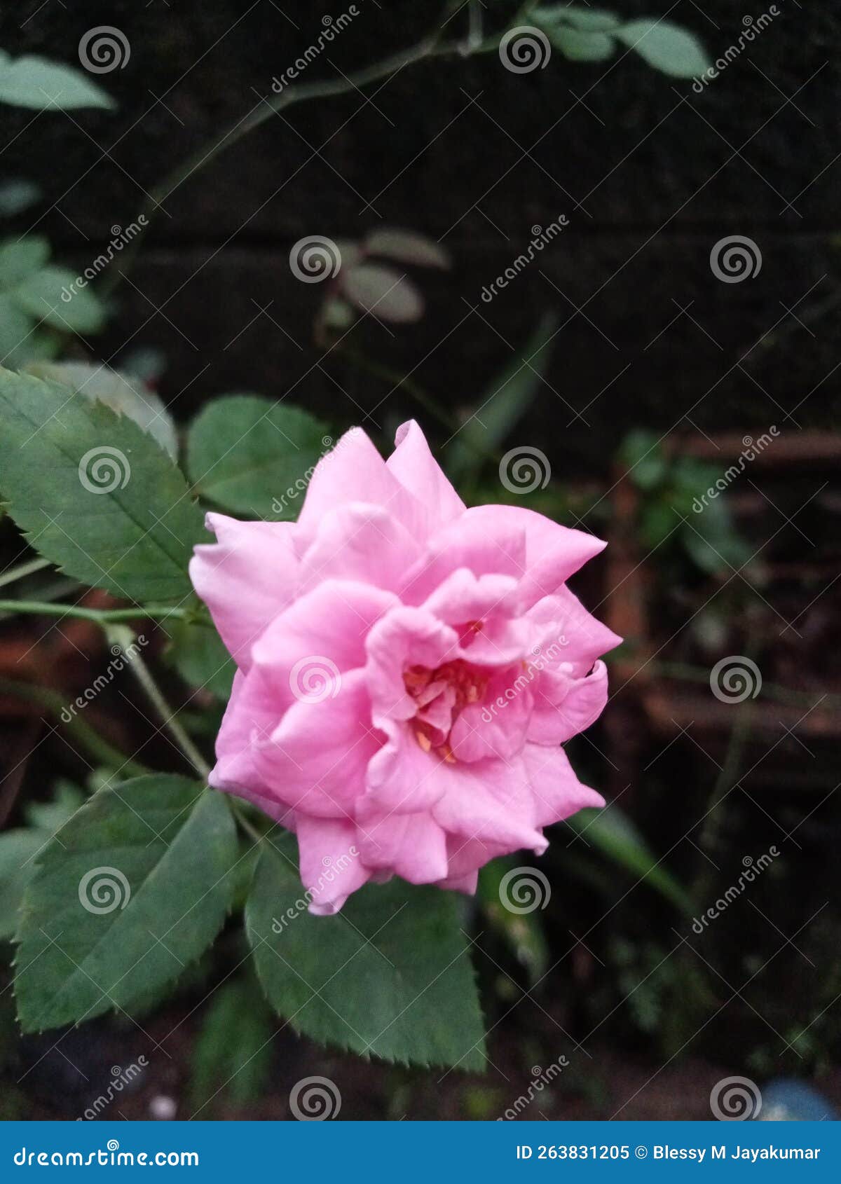 Flor Rosa De Raza Local Simple En Su Planta Imagen de archivo - Imagen ...