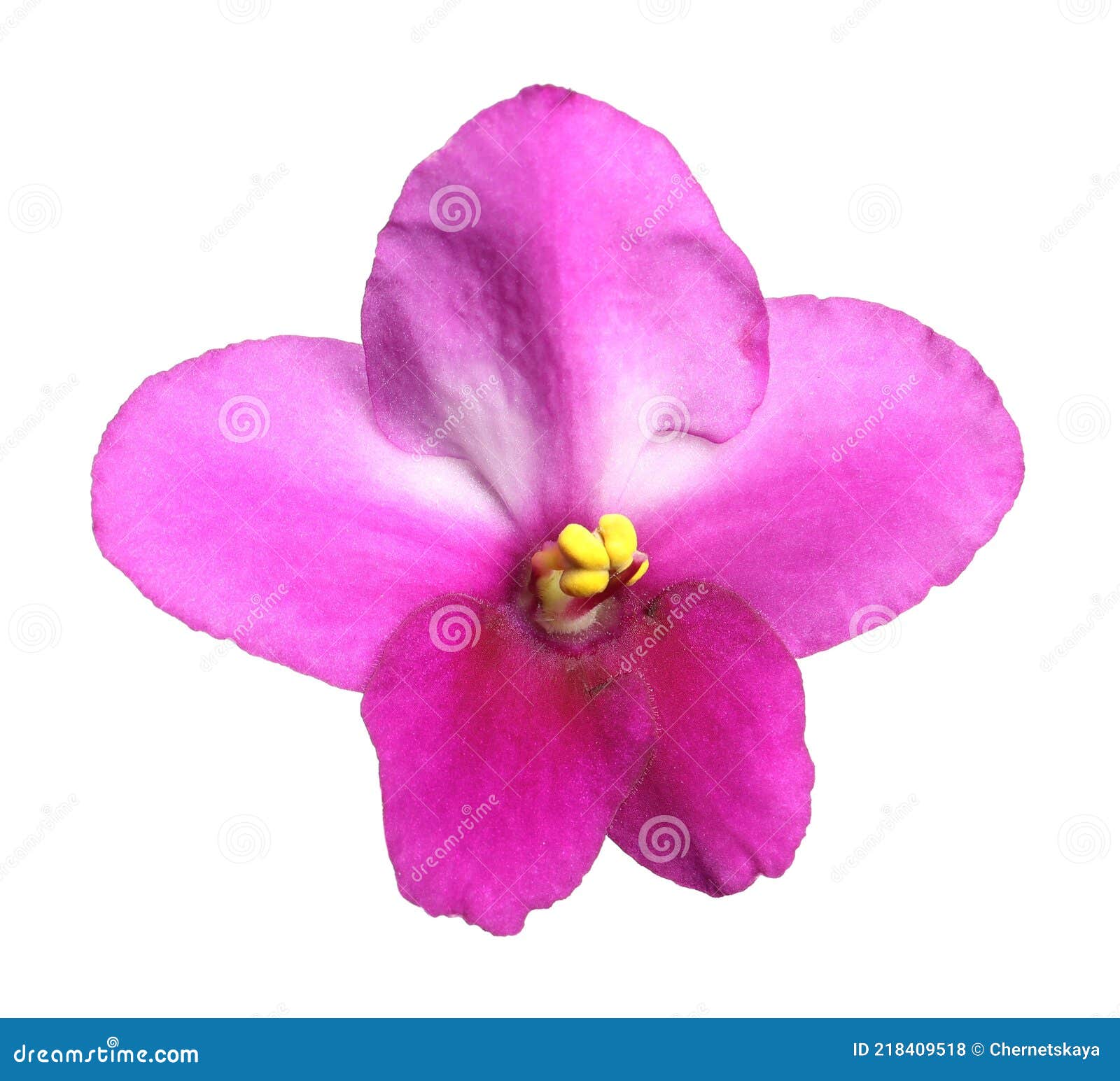 Flor Rosa De Violeta Isolada Em Branco Foto de Stock - Imagem de ...