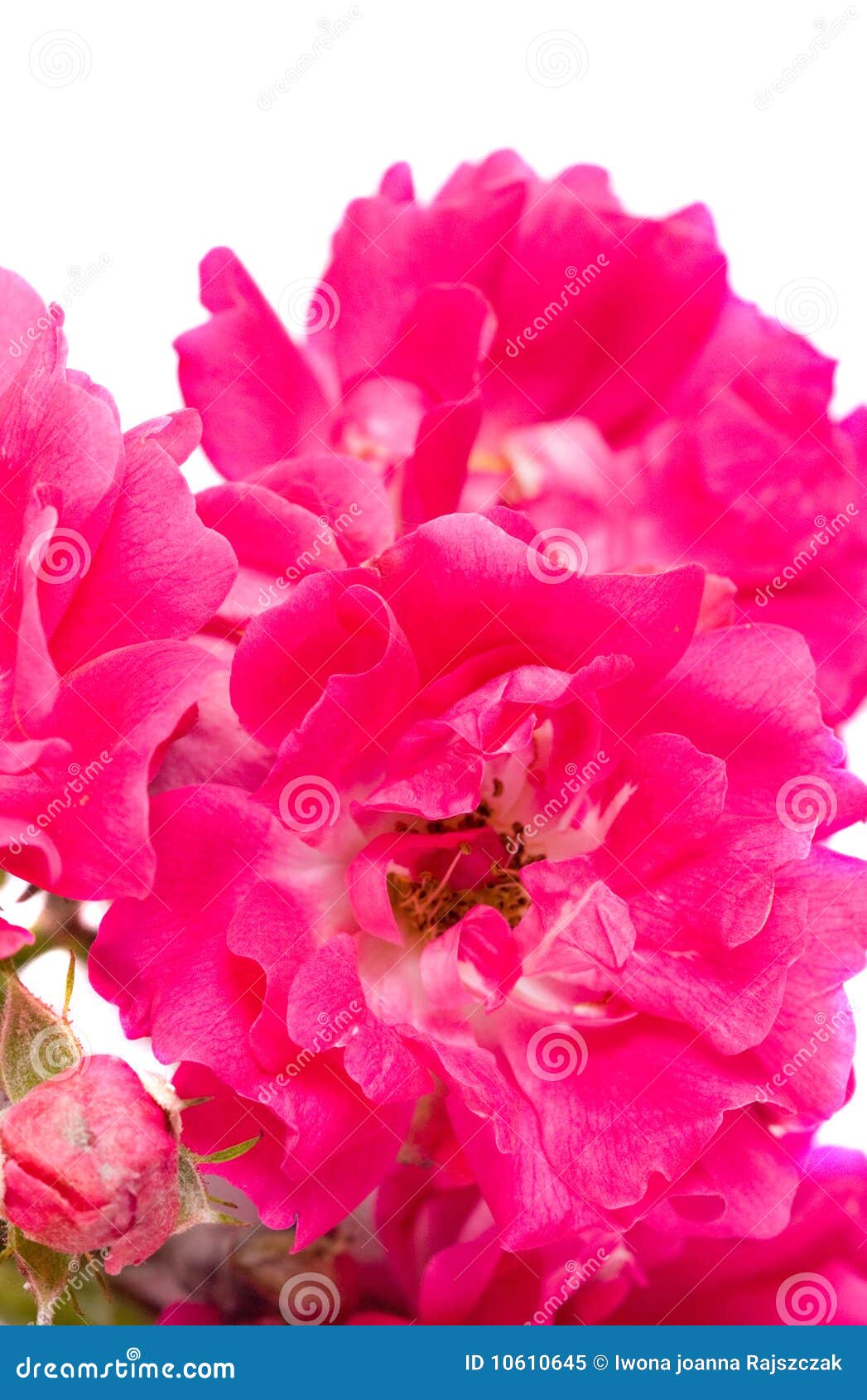 Flor rosada imagen de archivo. Imagen de macro, fragilidad - 10610645