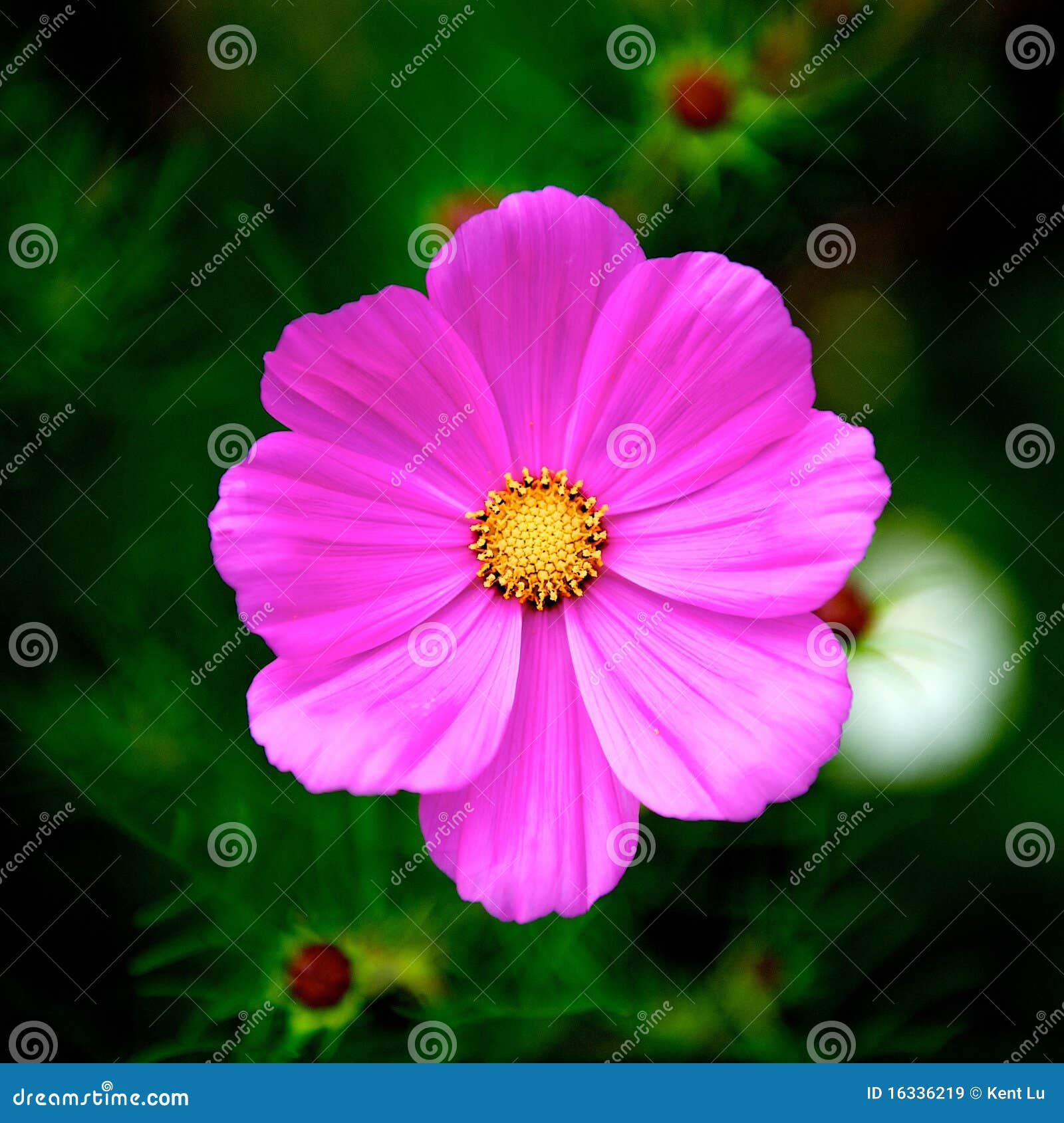 Flor rosada imagen de archivo. Imagen de color, verano - 16336219