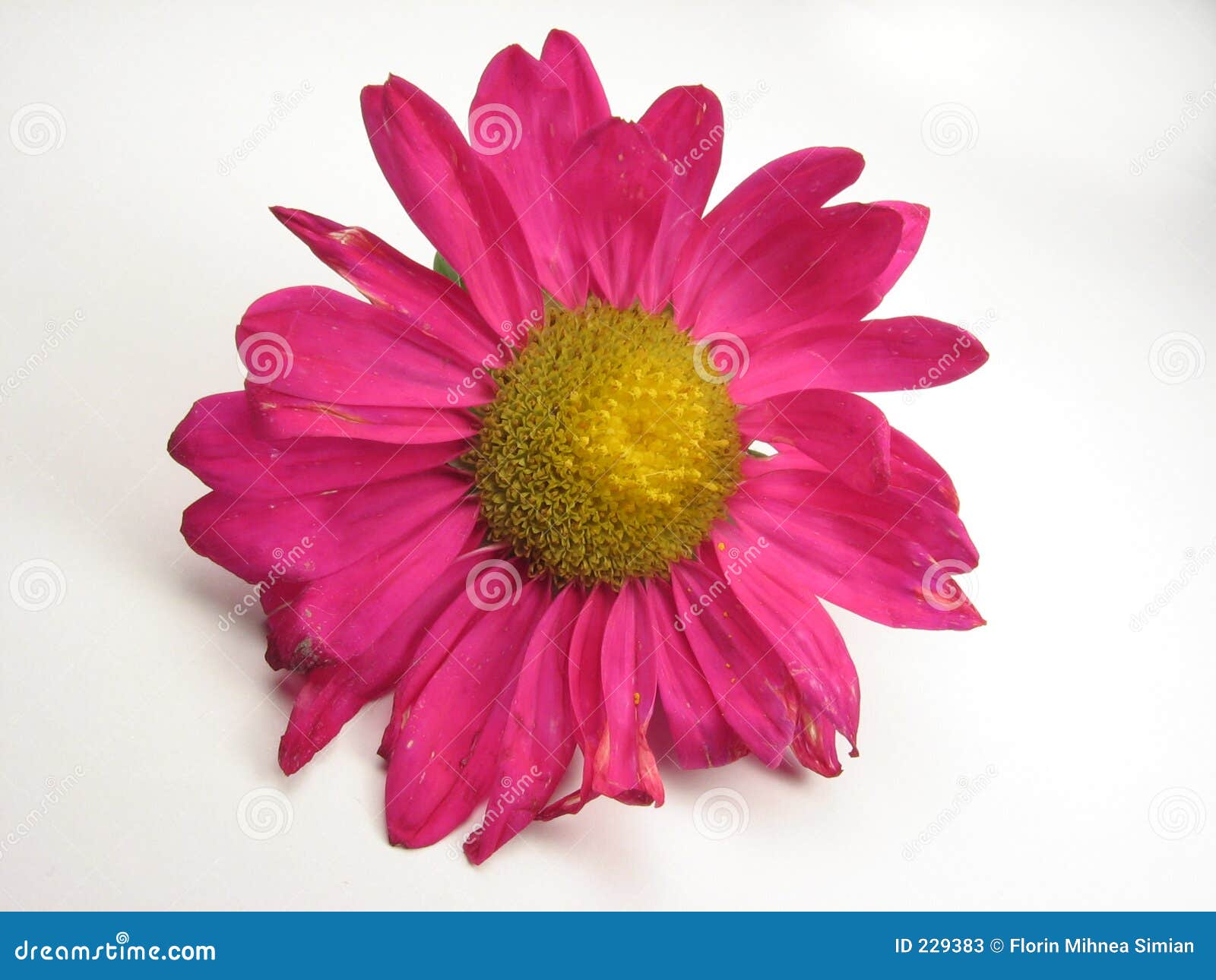 Flor rosada imagen de archivo. Imagen de arreglo, pétalo - 229383