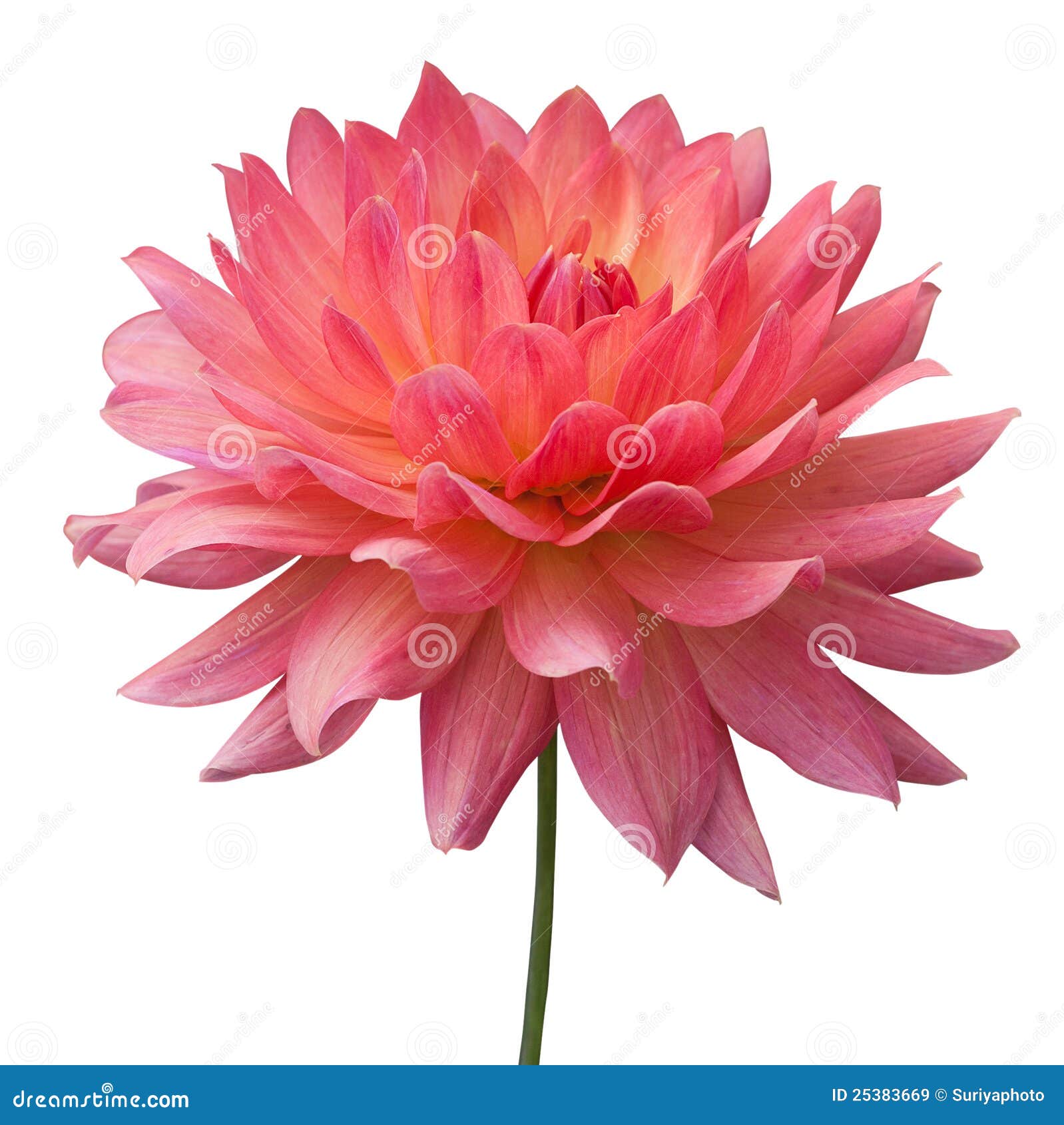 Flor rosada imagen de archivo. Imagen de pétalos, travieso - 25383669