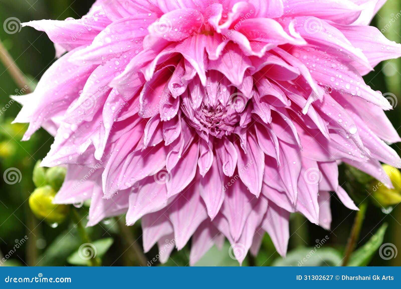 Flor rosada imagen de archivo. Imagen de resorte, cubo - 31302627