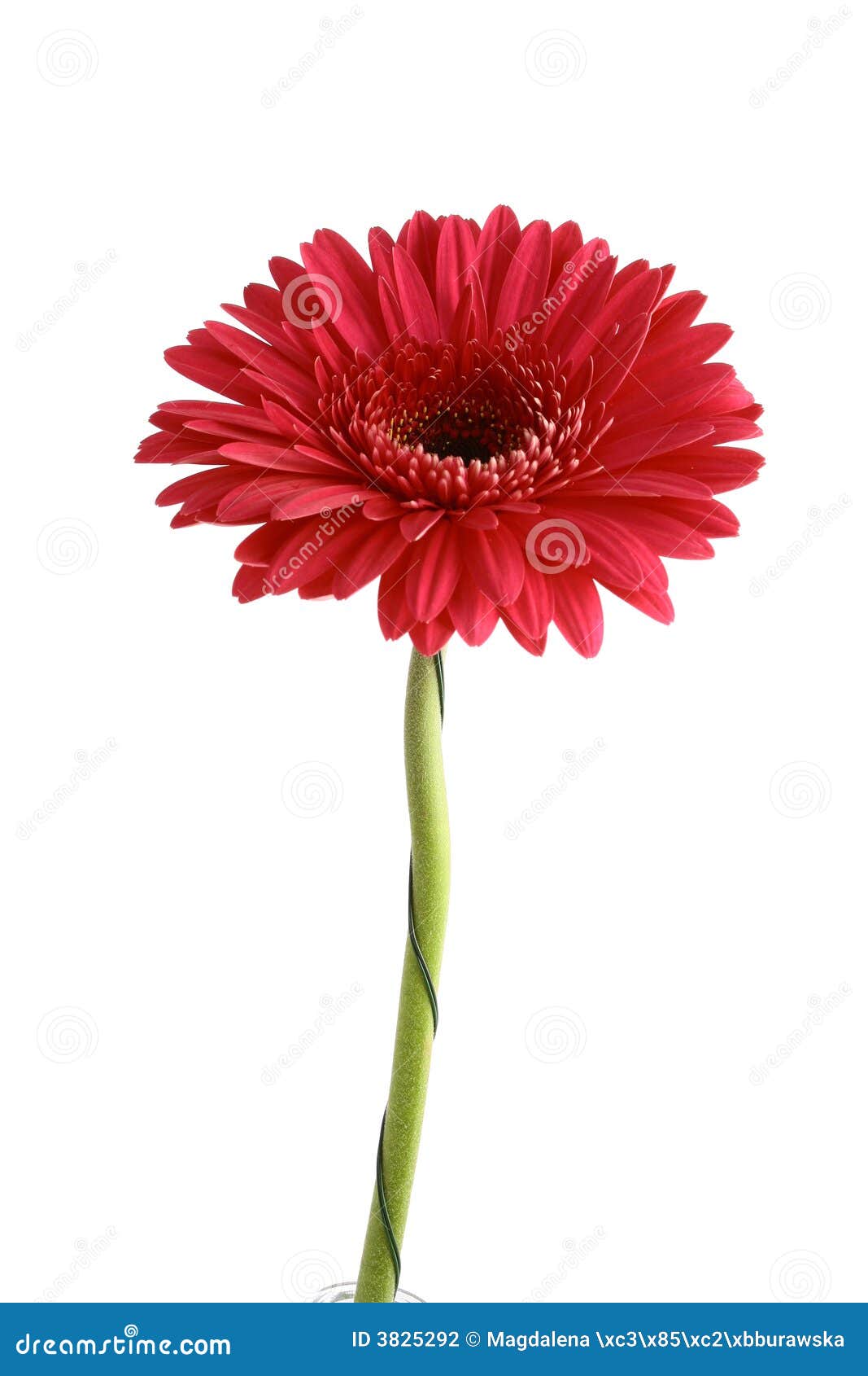 Flor rosada foto de archivo. Imagen de aislado, abierto - 3825292