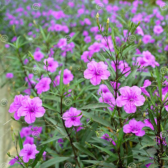 Flor rosada foto de archivo. Imagen de flor, vaina, hierba - 38819308