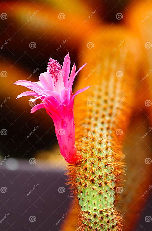 Flor rosada foto de archivo. Imagen de cactos, flor, cacto - 39006666