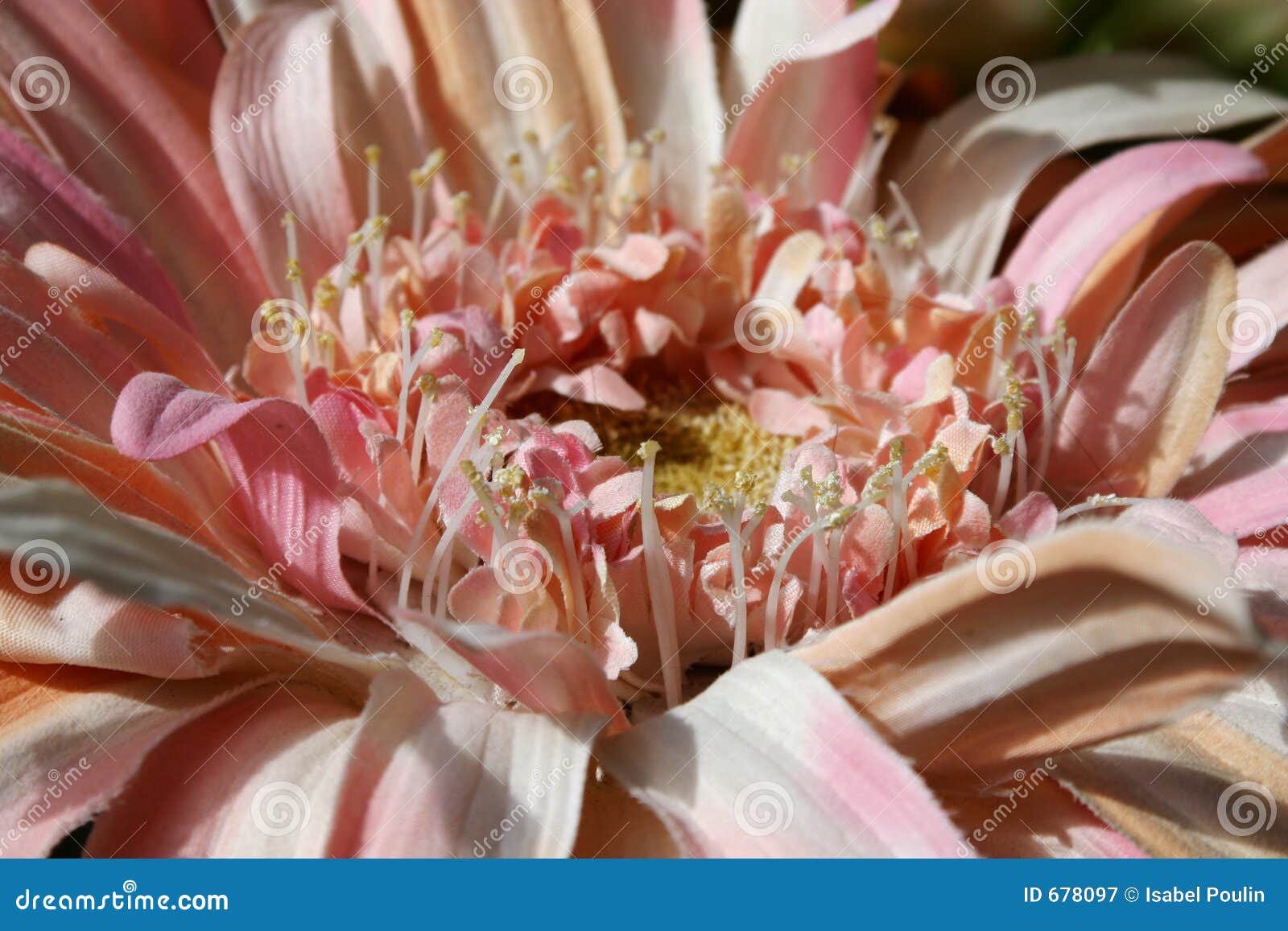 Flor rosada imagen de archivo. Imagen de abierto, verano - 678097