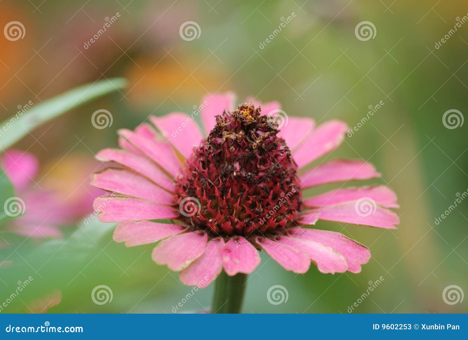 Flor rosada imagen de archivo. Imagen de primer, macro - 9602253