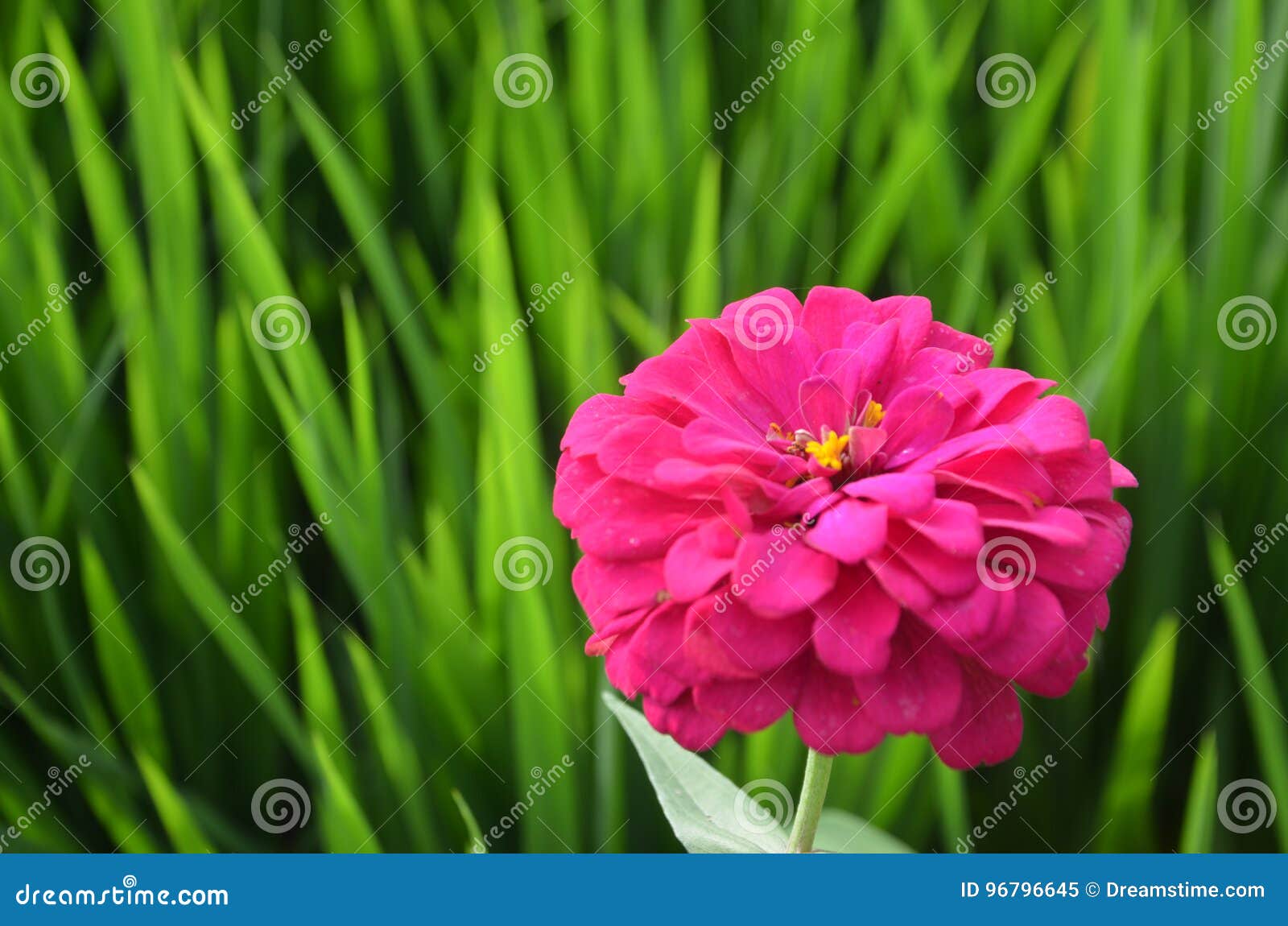 Flor rosada imagen de archivo. Imagen de flor, arroz - 96796645