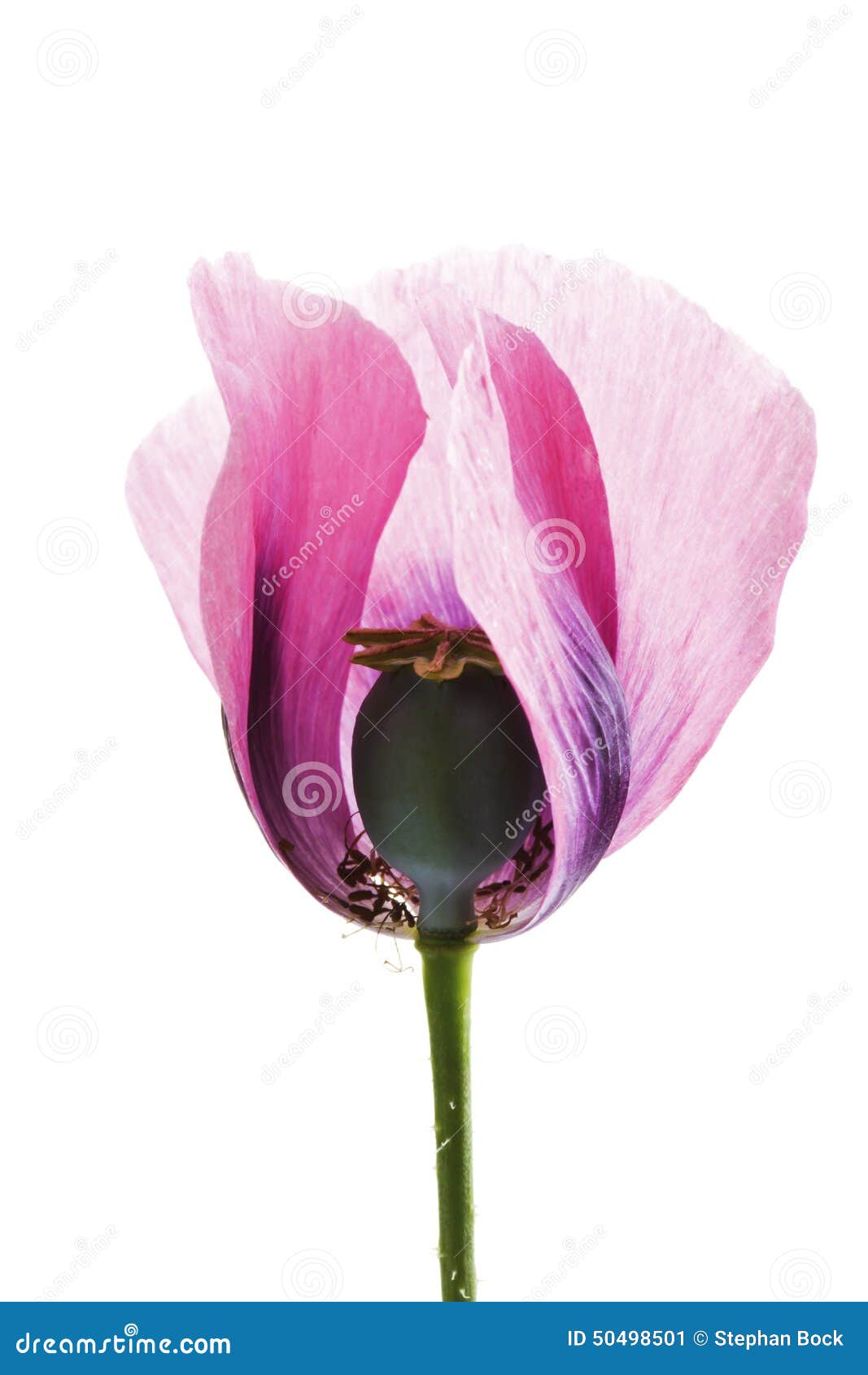 Flor Rosada De La Amapola De Opio Imagen de archivo - Imagen de fondo ...