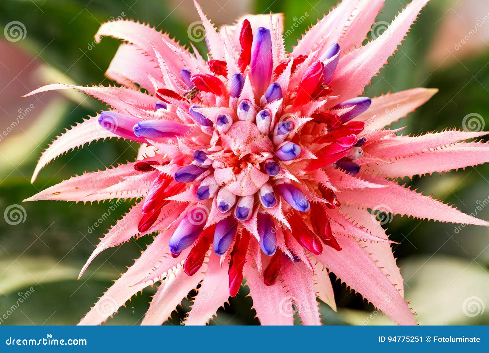 Flor rosada de la bromelia imagen de archivo. Imagen de brillante ...