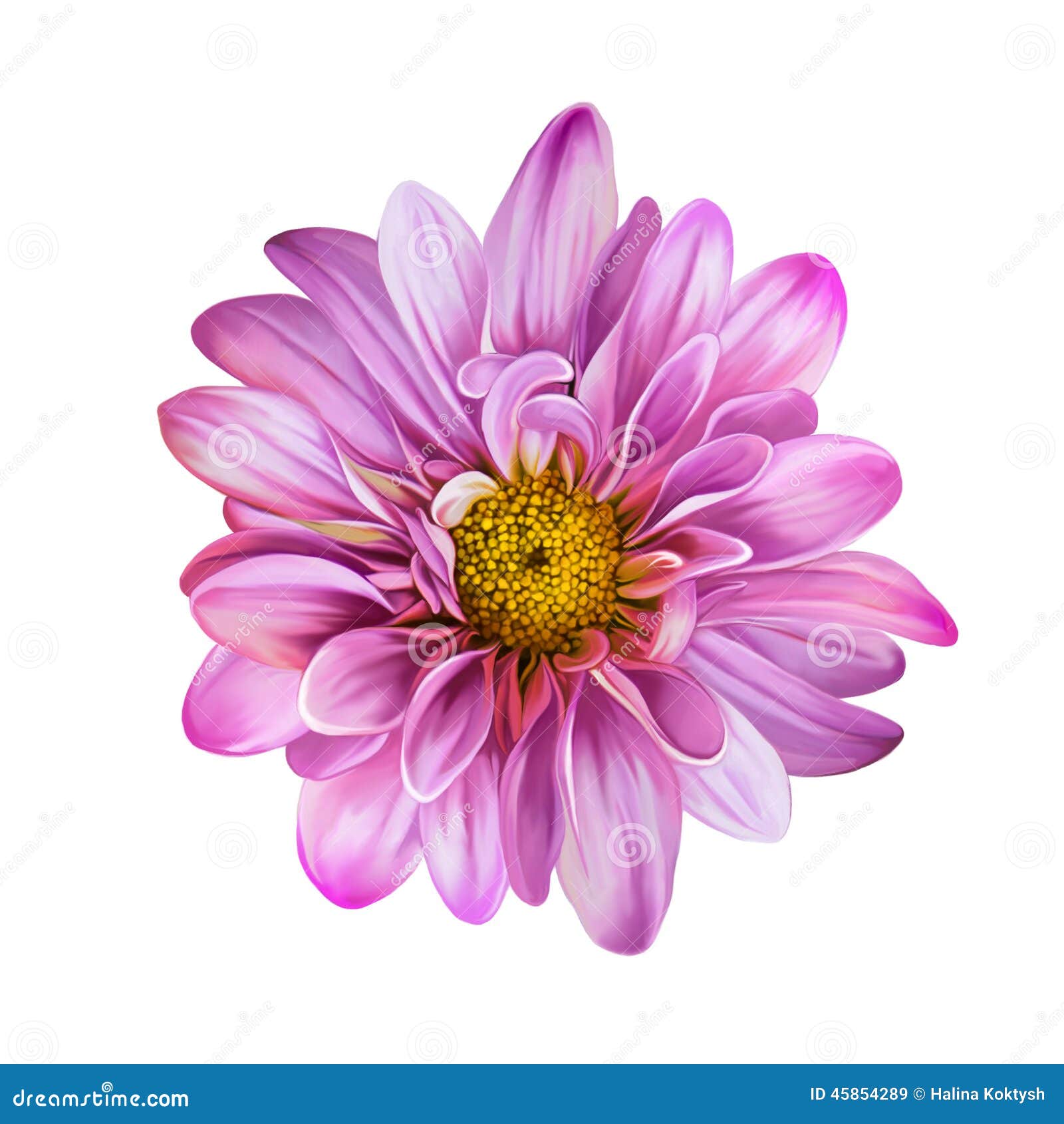 Flor Rosada De Mona Lisa, Flor Stock de ilustración - Ilustración de ...