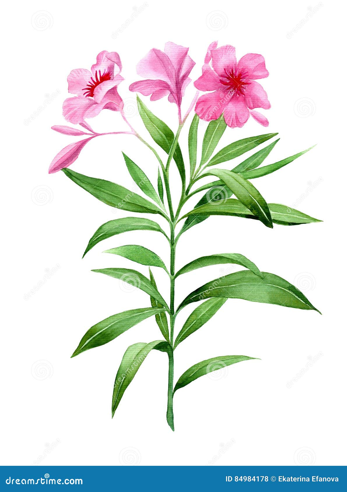 Flor rosada del adelfa stock de ilustración. Ilustración de hoja - 84984178