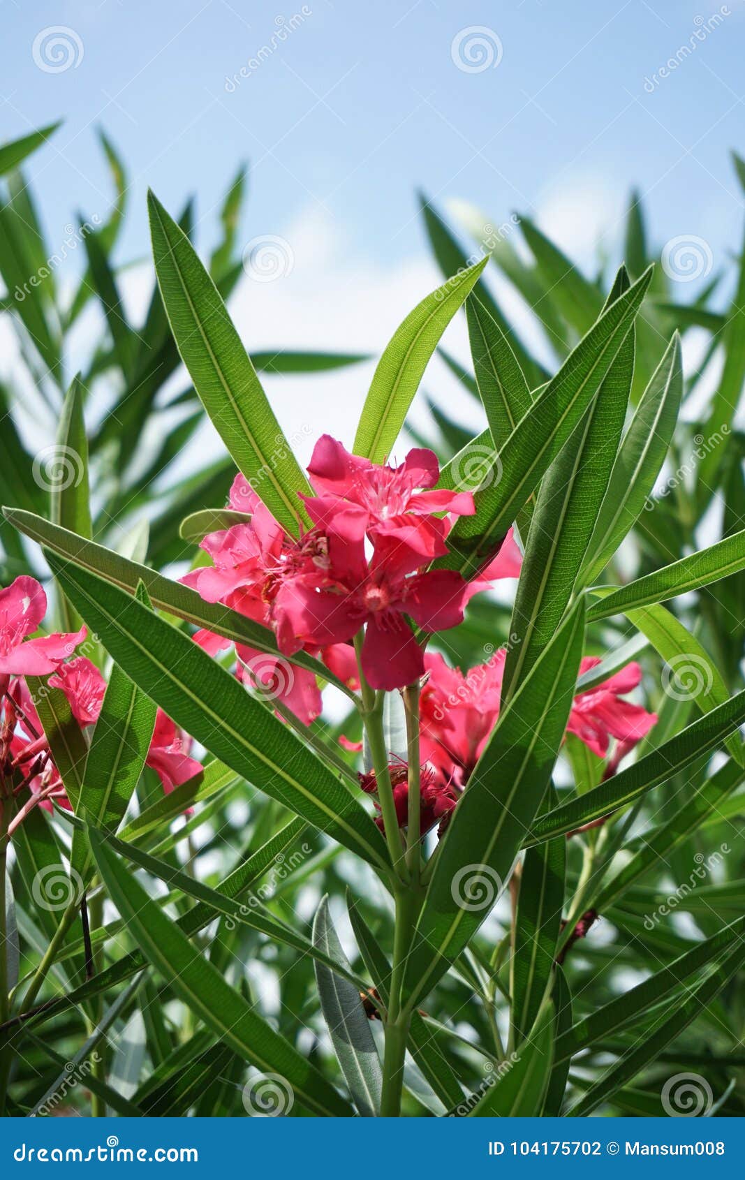 Flor Rosada Del Adelfa Del Nerium Foto de archivo - Imagen de flora ...