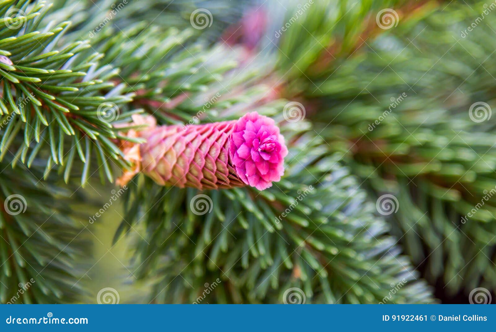 Flor Rosada Del Cono Del Pino Imagen de archivo - Imagen de flor, rosa ...