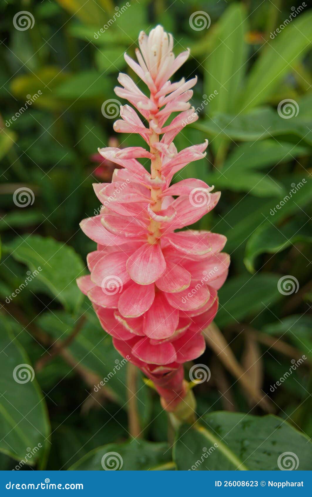 Flor rosada del jengibre. imagen de archivo. Imagen de alimento - 26008623