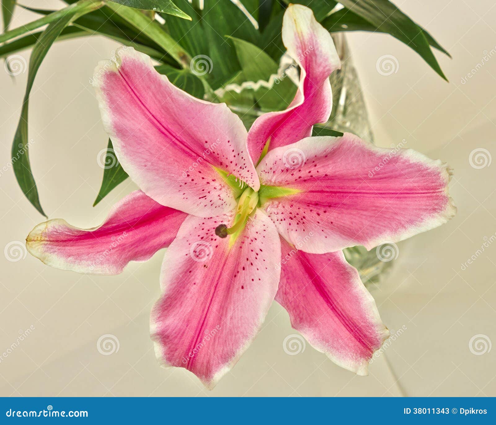 Flor rosada del lilium imagen de archivo. Imagen de vibrante - 38011343