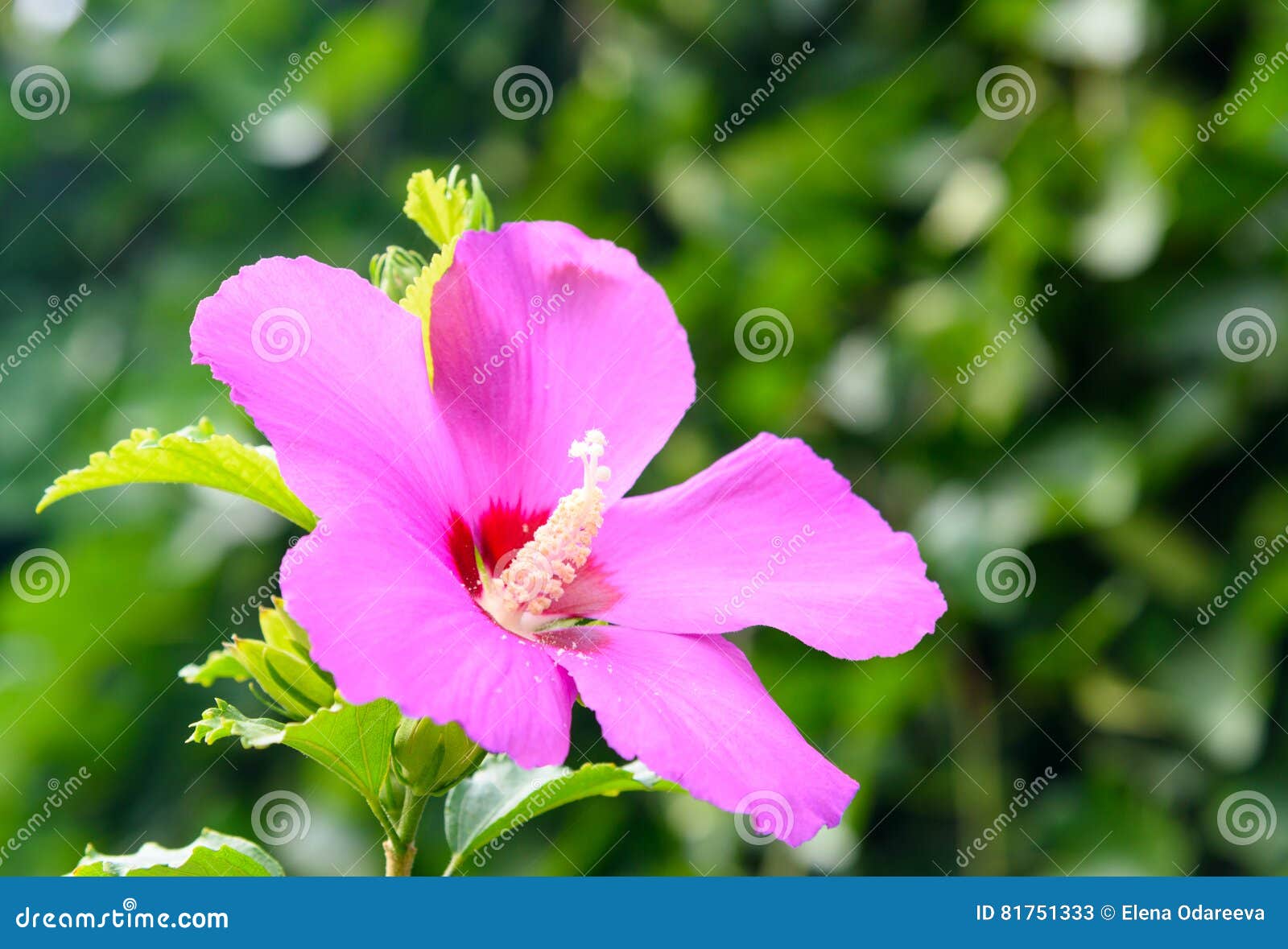 Flor Rosada Del Syriacus Del Hibisco Imagen De Archivo Imagen De