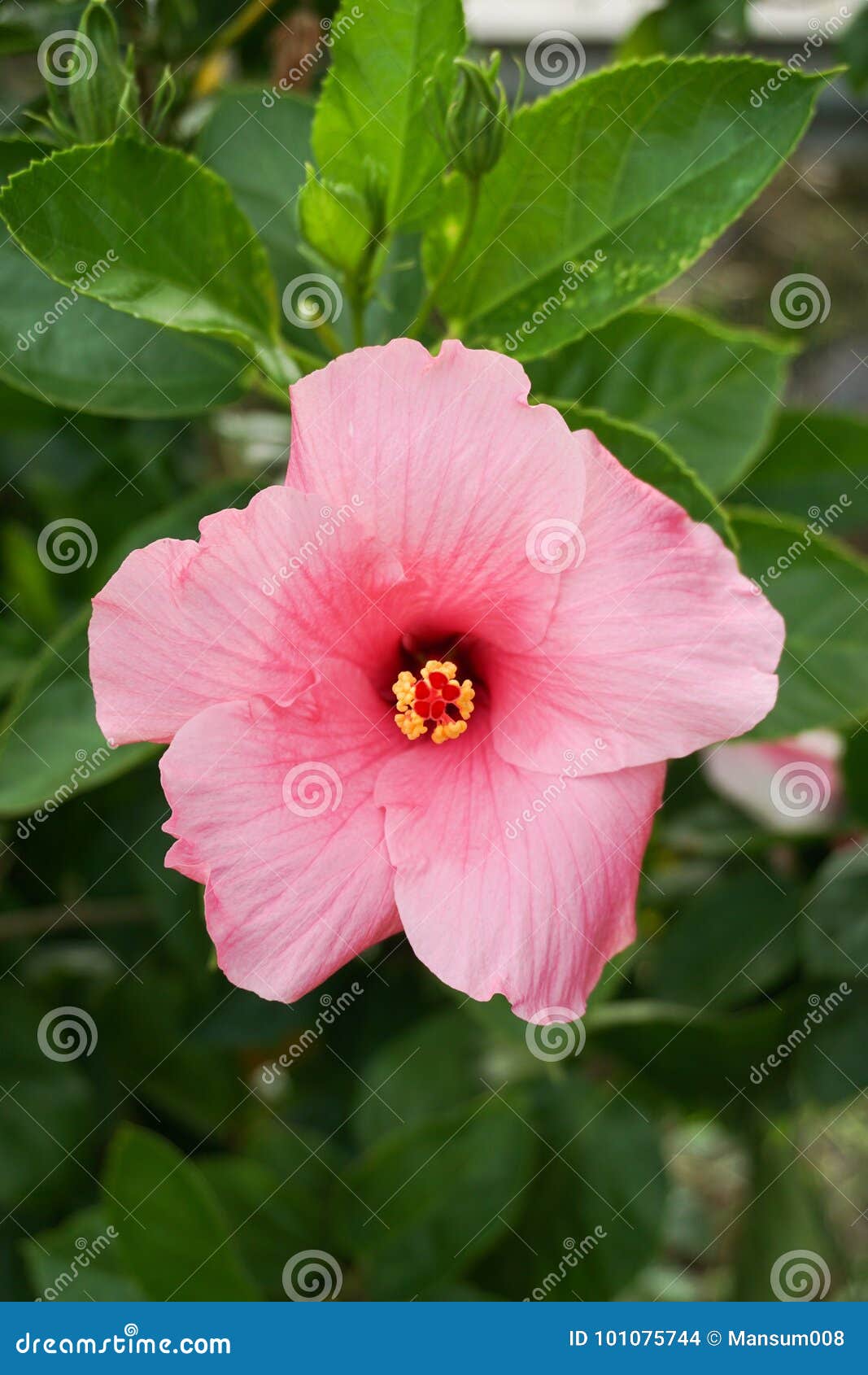 Flor Rosada Del Syriacus Del Hibisco Foto De Archivo Imagen De Primer