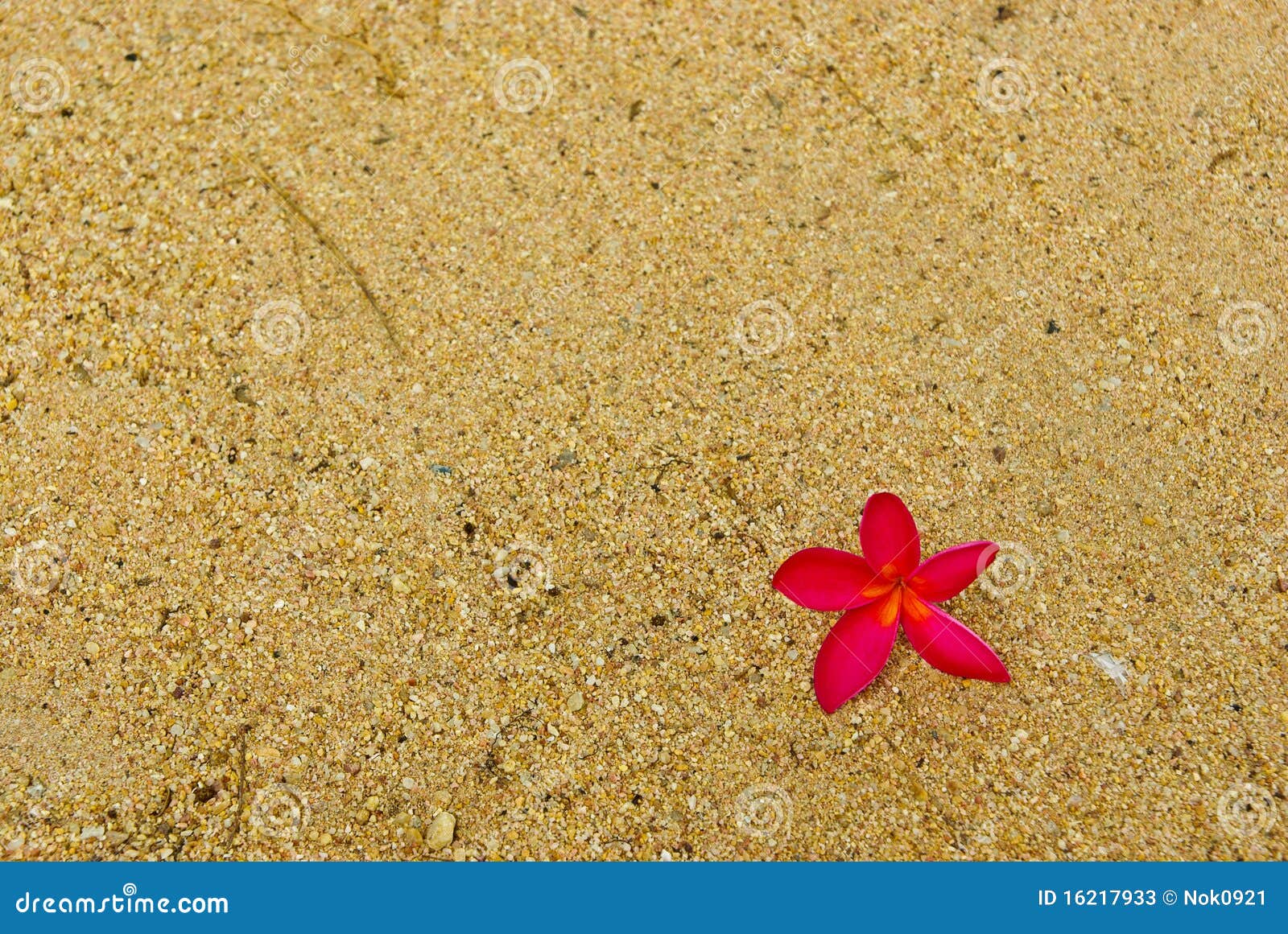 Flor Rosada En La Arena De La Playa Imagen de archivo - Imagen de ...