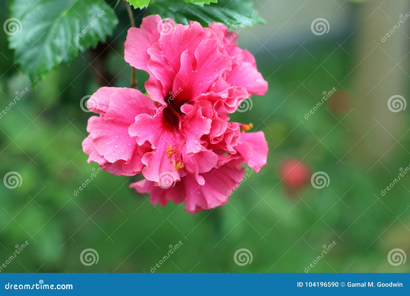Flor Rosada Grande Del Hibisco Doble Foto de archivo - Imagen de rojo ...