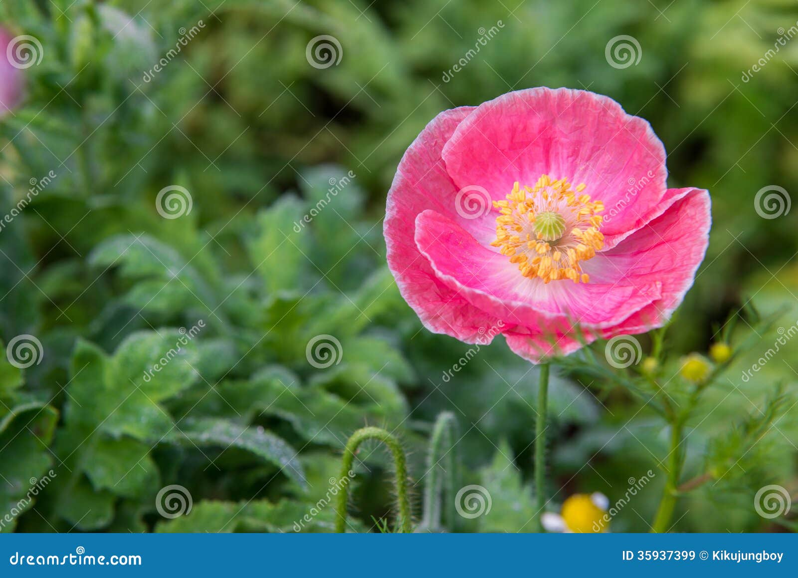 Flor Rosada Hermosa De La Amapola Imagen de archivo - Imagen de flora ...