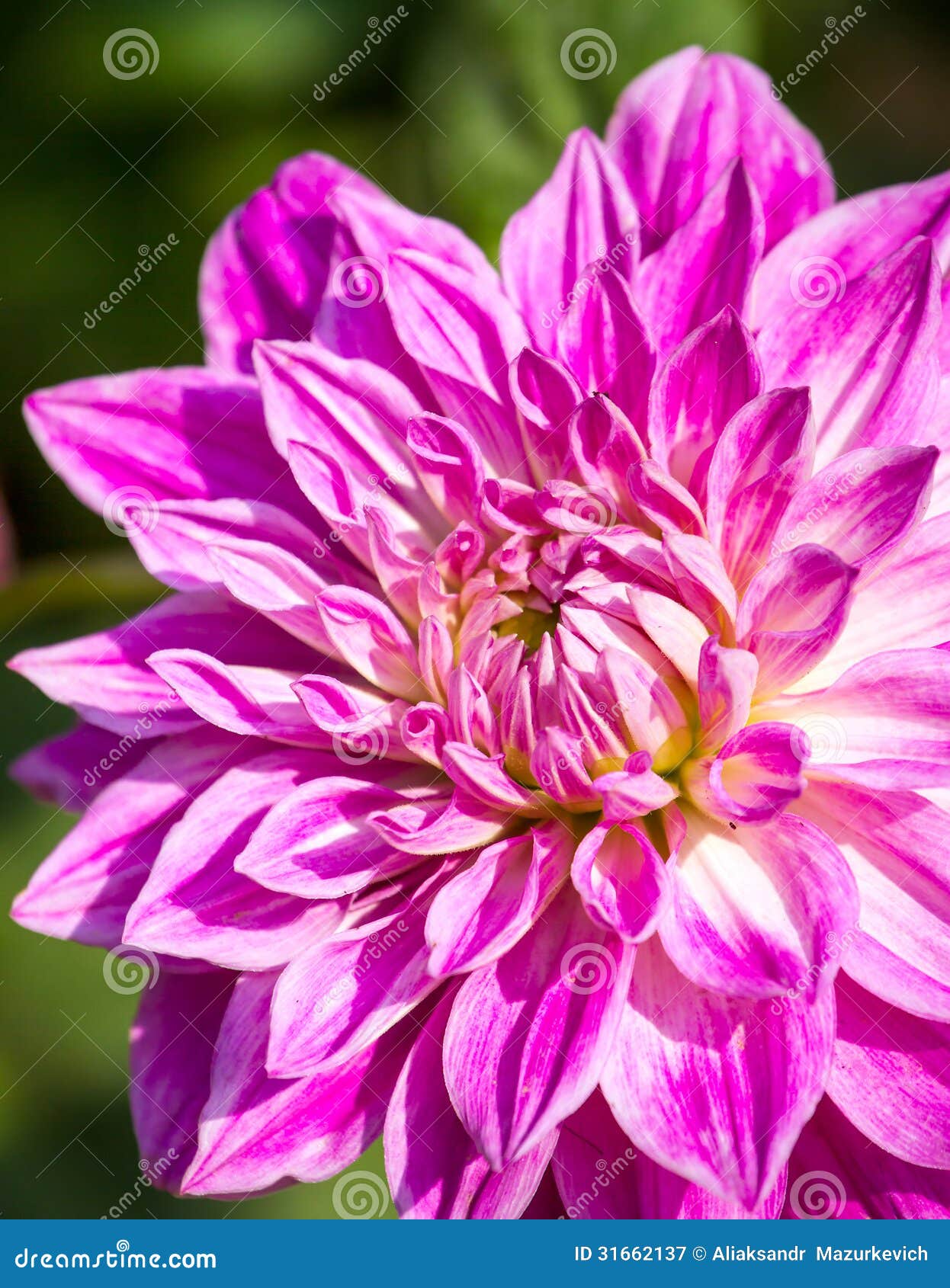 Flor Rosada Hermosa Del Crisantemo Imagen de archivo - Imagen de macro ...