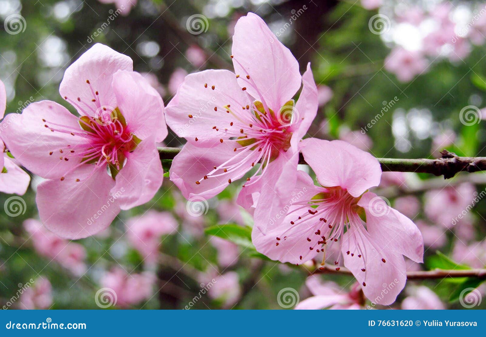 Flor Rosada, Manzano En Flor Foto de archivo - Imagen de pista ...